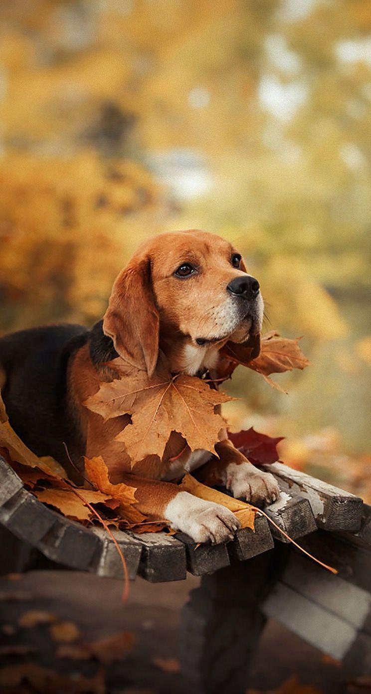 Beagle Phone Wallpapers - Top Free Beagle Phone Backgrounds ...