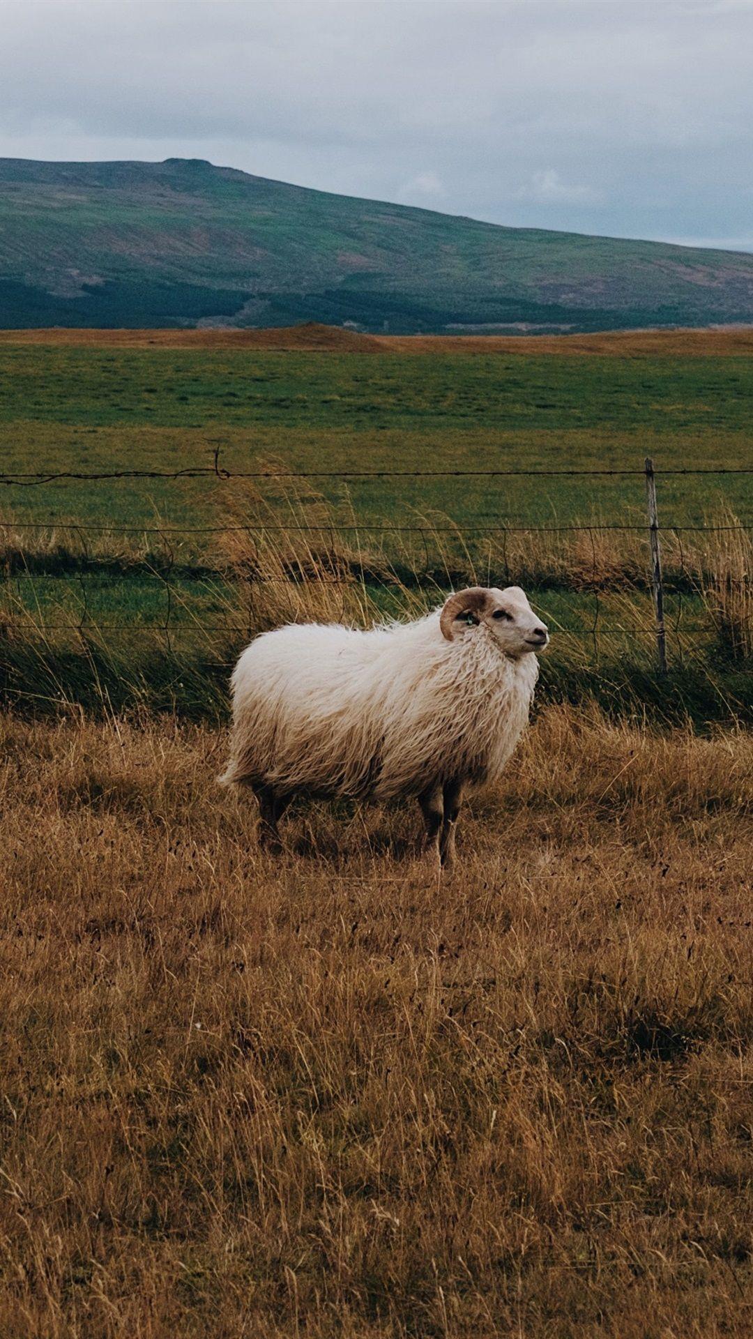 Sheep iPhone Wallpapers - Top Free Sheep iPhone Backgrounds ...