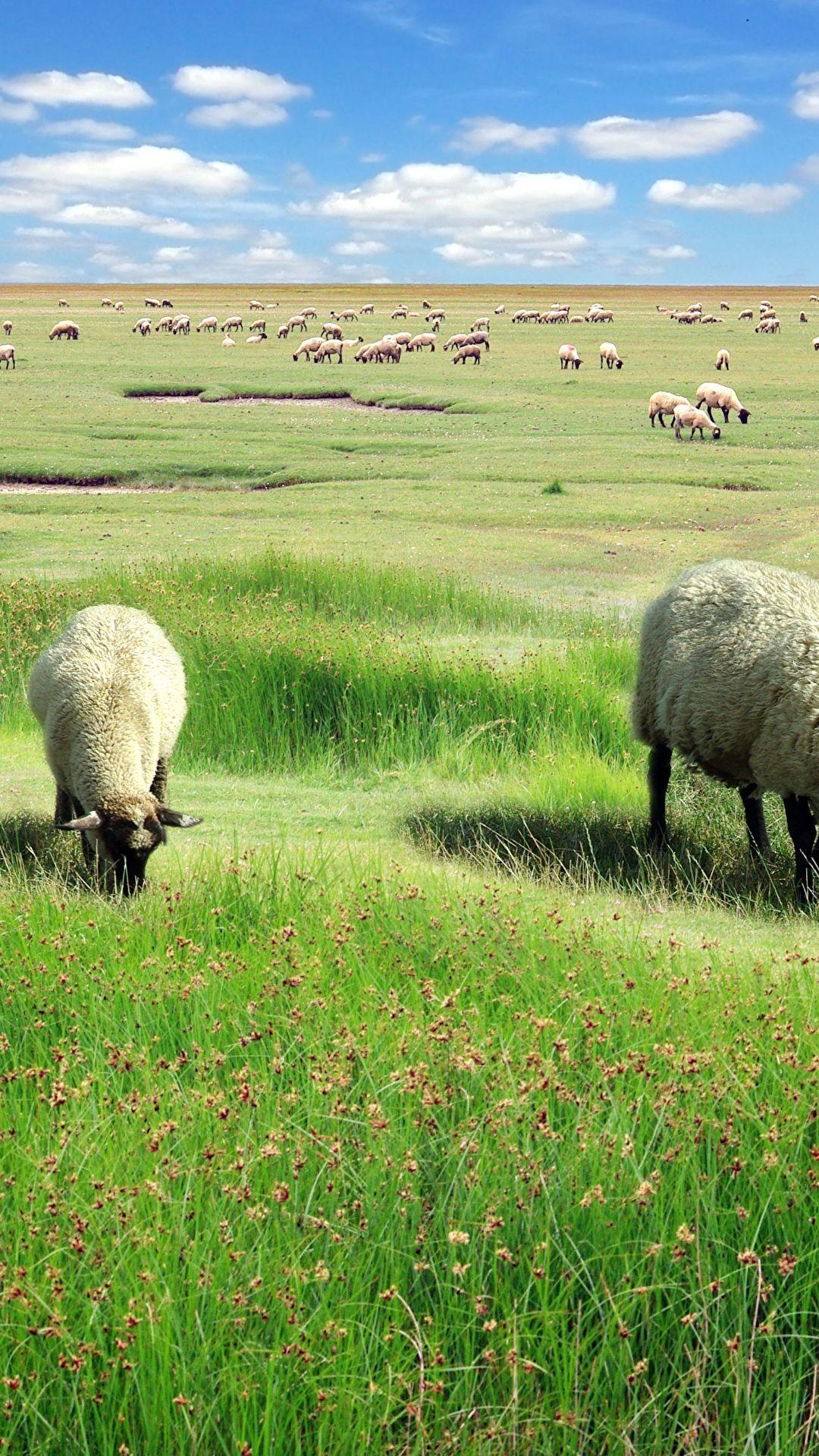 Sheep iPhone Wallpapers - Top Free Sheep iPhone Backgrounds ...