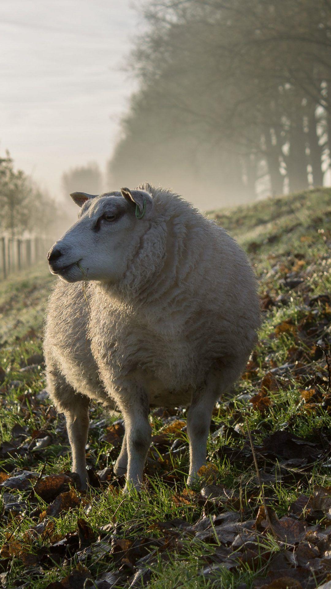 Sheep iPhone Wallpapers - Top Free Sheep iPhone Backgrounds ...