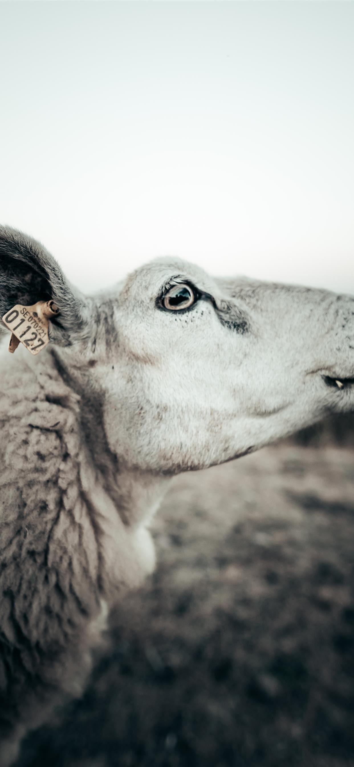 Sheep iPhone Wallpapers - Top Free Sheep iPhone Backgrounds ...