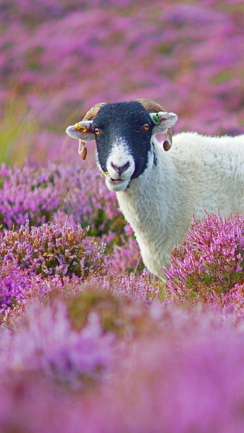 Sheep iPhone Wallpapers - Top Free Sheep iPhone Backgrounds ...