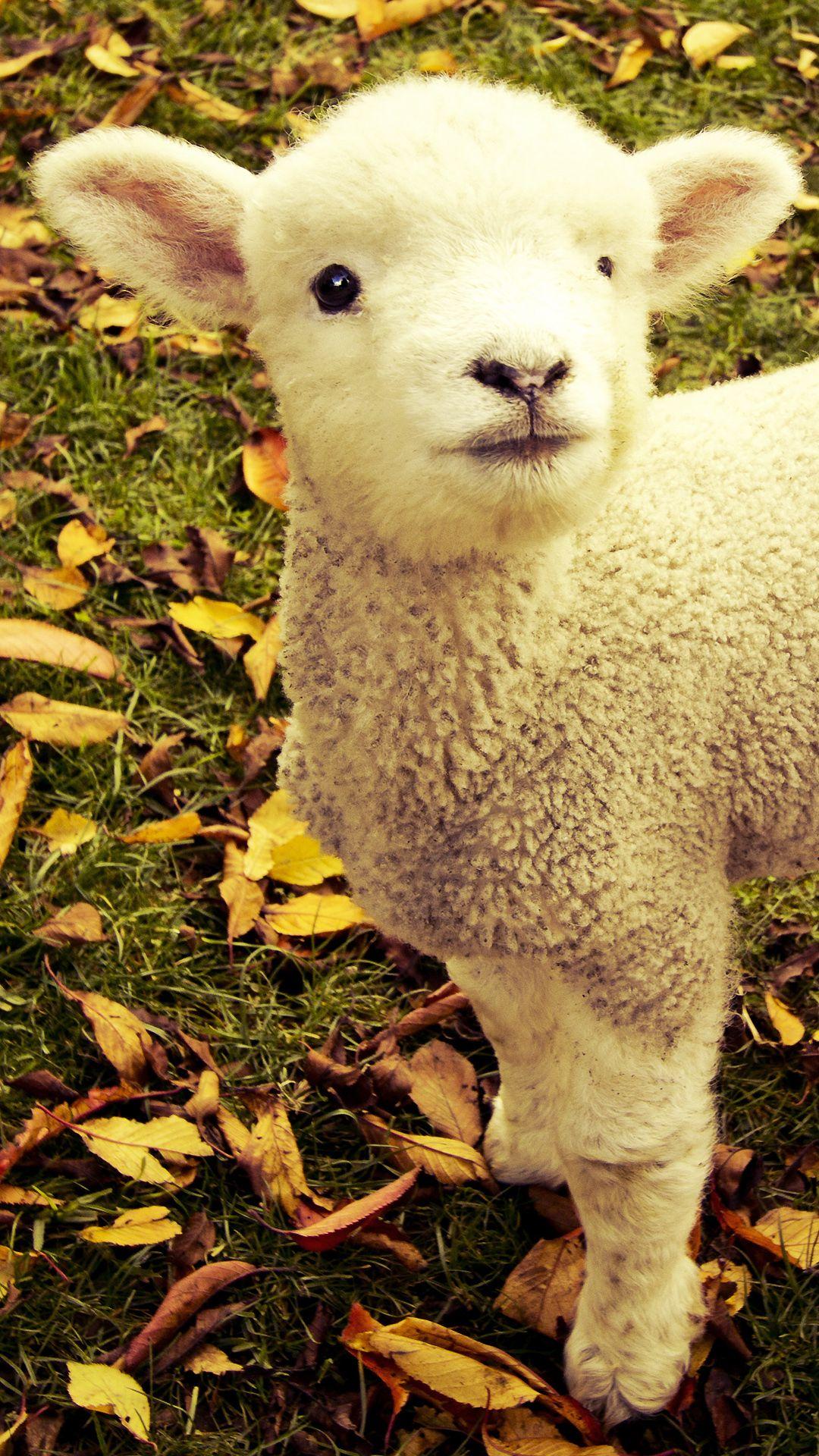 Sheep iPhone Wallpapers - Top Free Sheep iPhone Backgrounds ...