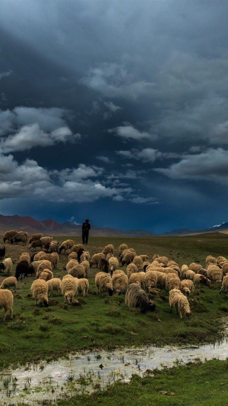 Sheep iPhone Wallpapers - Top Free Sheep iPhone Backgrounds ...