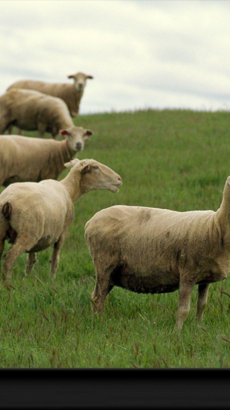 Sheep iPhone Wallpapers - Top Free Sheep iPhone Backgrounds ...