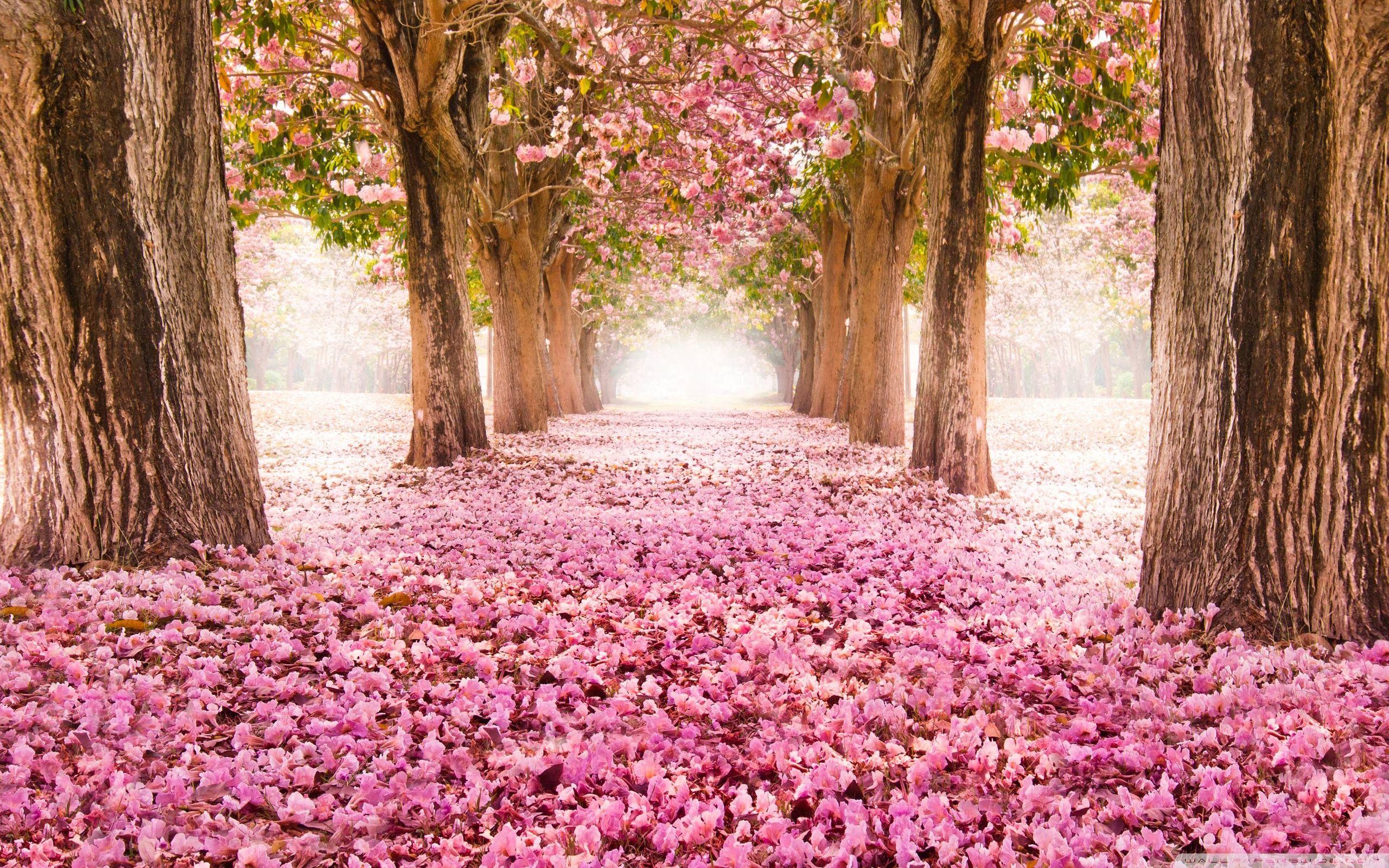 Beautiful Tunnels Wallpapers - Top Free Beautiful Tunnels Backgrounds ...