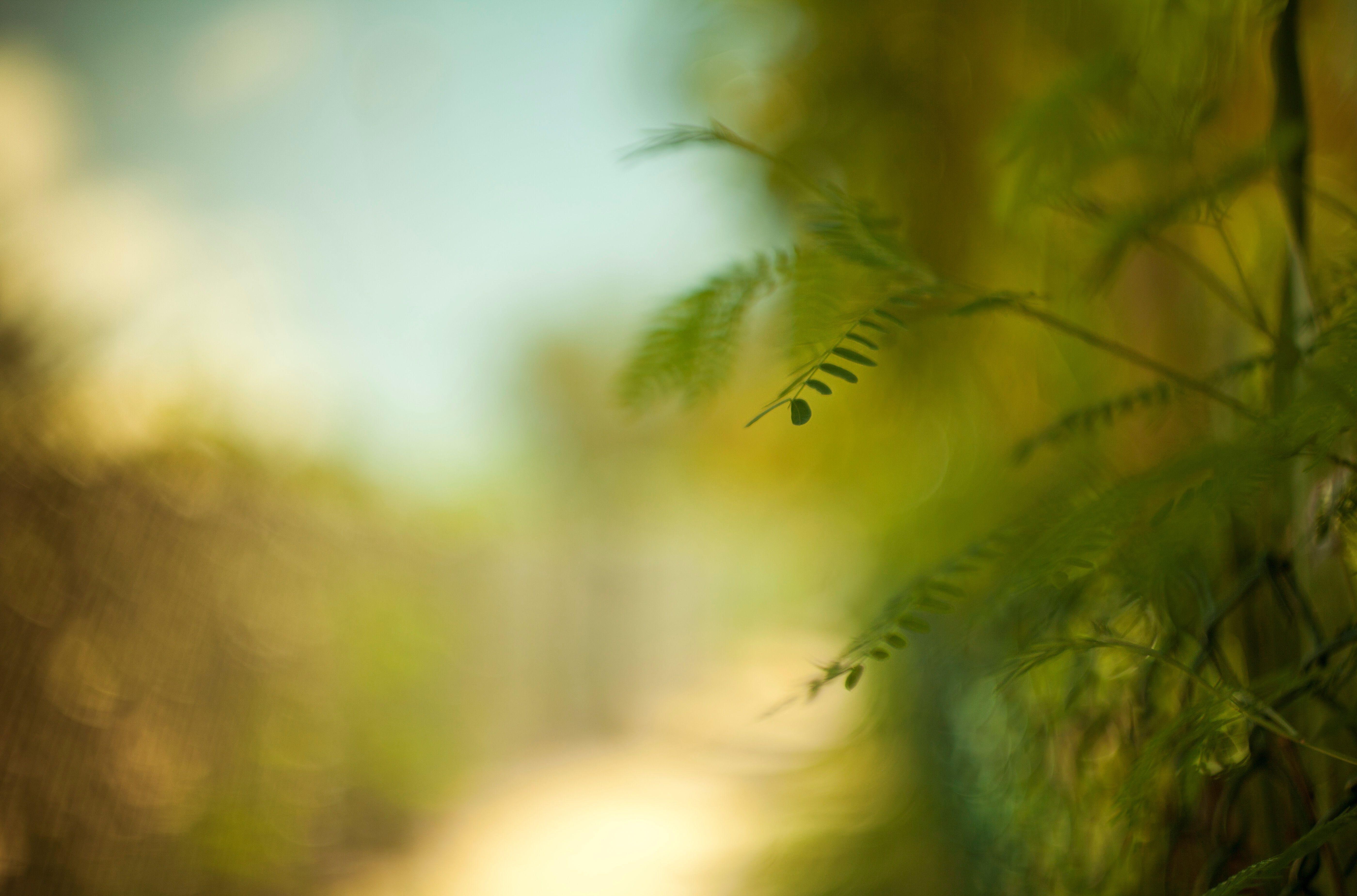 Green Blur Wallpapers - Top Free Green Blur Backgrounds - WallpaperAccess