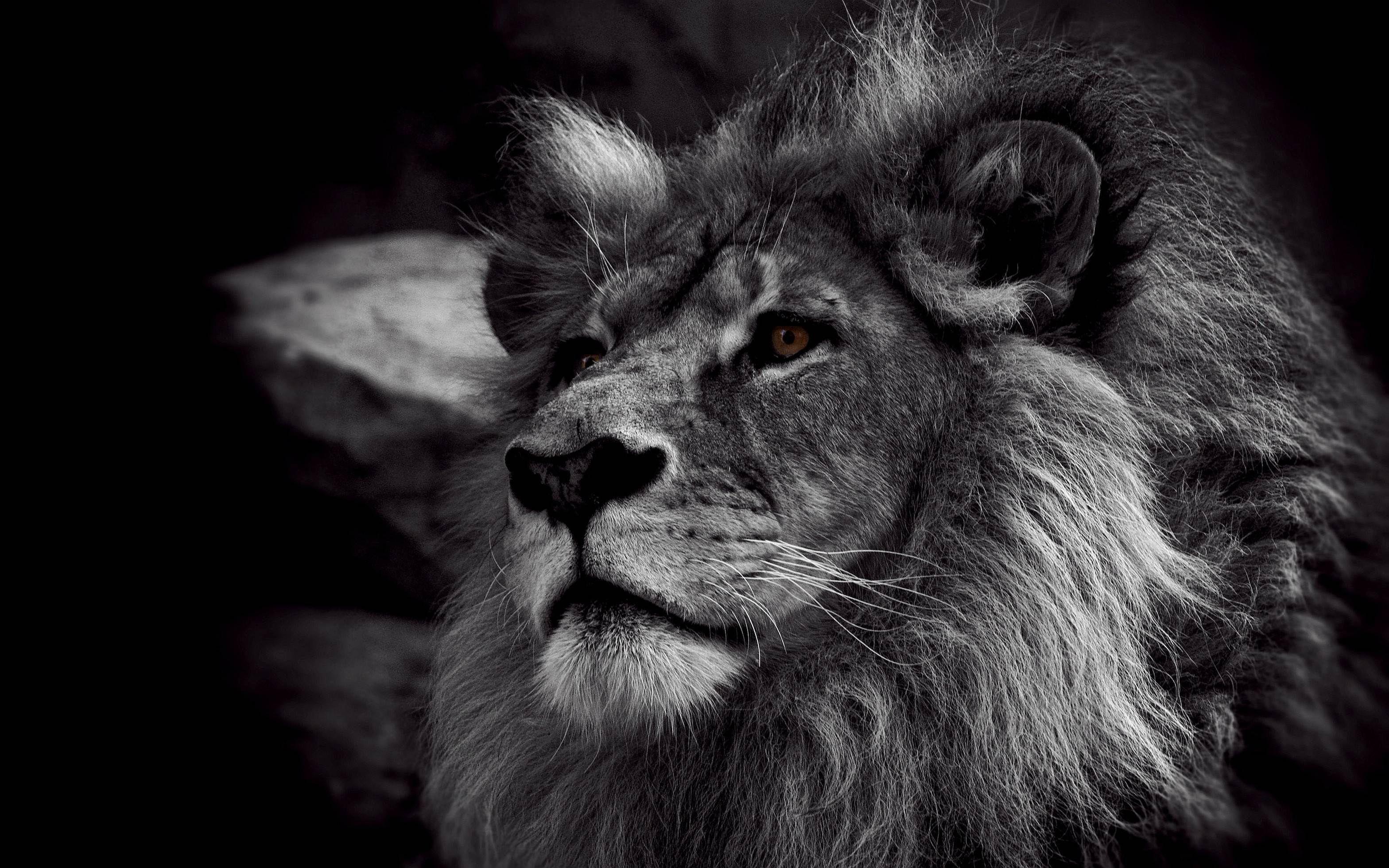 Grey Lion Wallpapers - Top Free Grey Lion Backgrounds - WallpaperAccess
