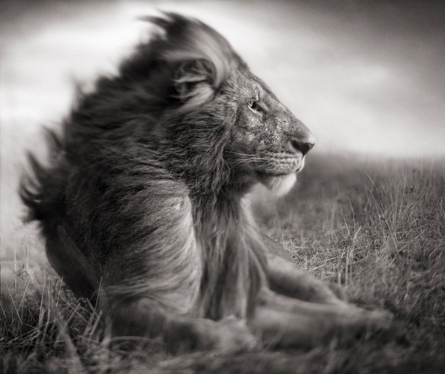 Grey Lion Wallpapers - Top Free Grey Lion Backgrounds - WallpaperAccess