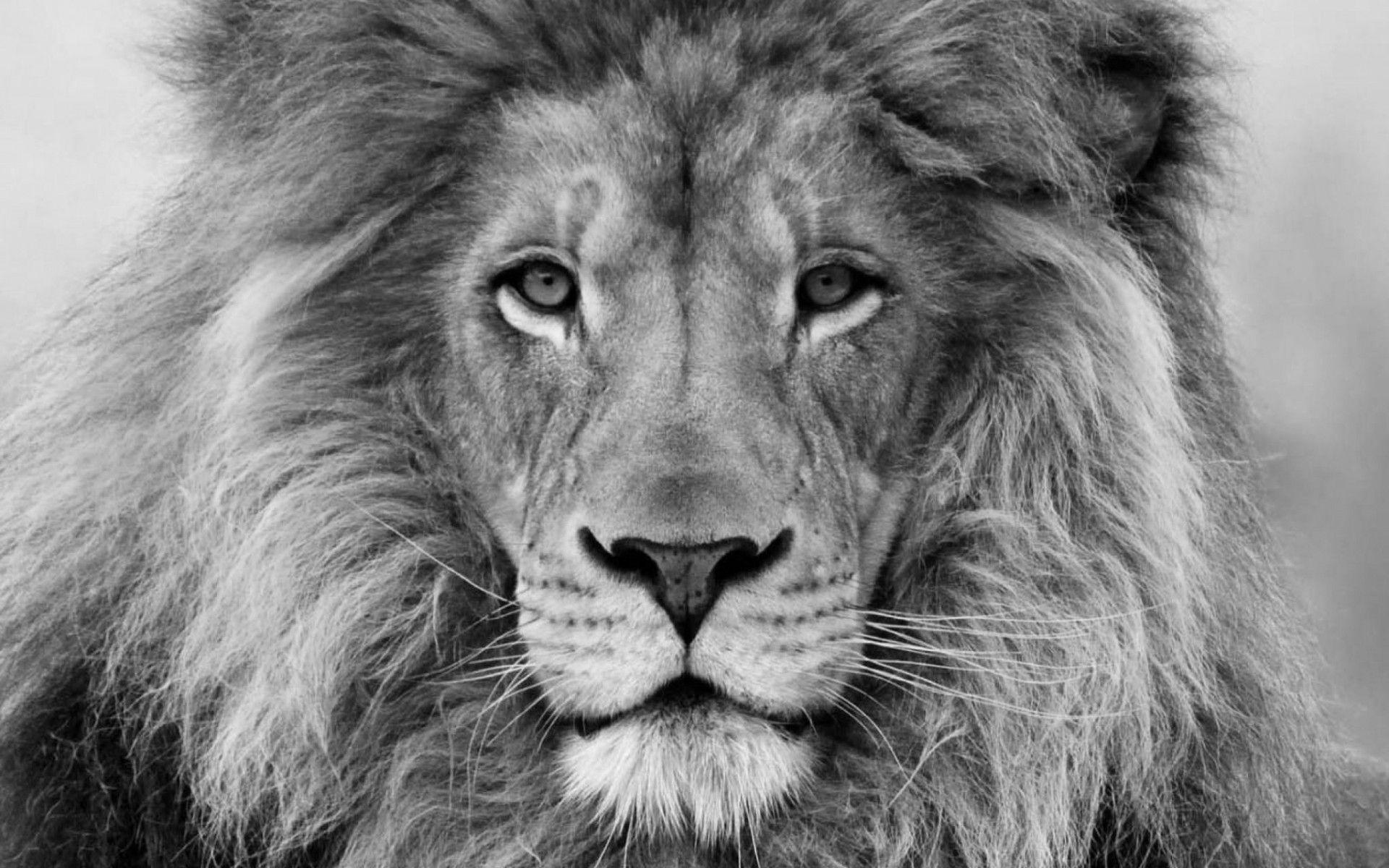 Grey Lion Wallpapers - Top Free Grey Lion Backgrounds - WallpaperAccess