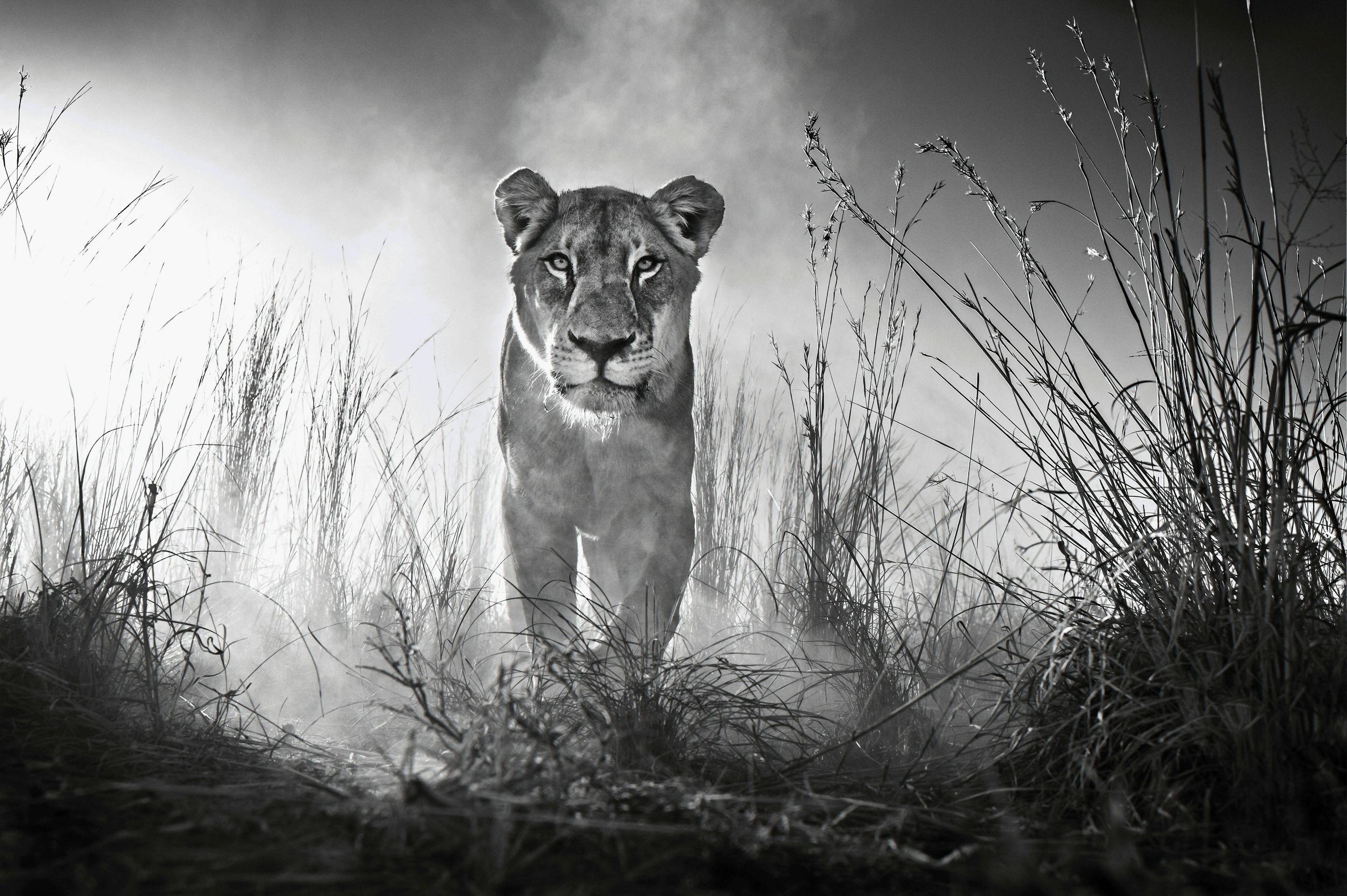 Female Lion Wallpapers - Top Free Female Lion Backgrounds - WallpaperAccess