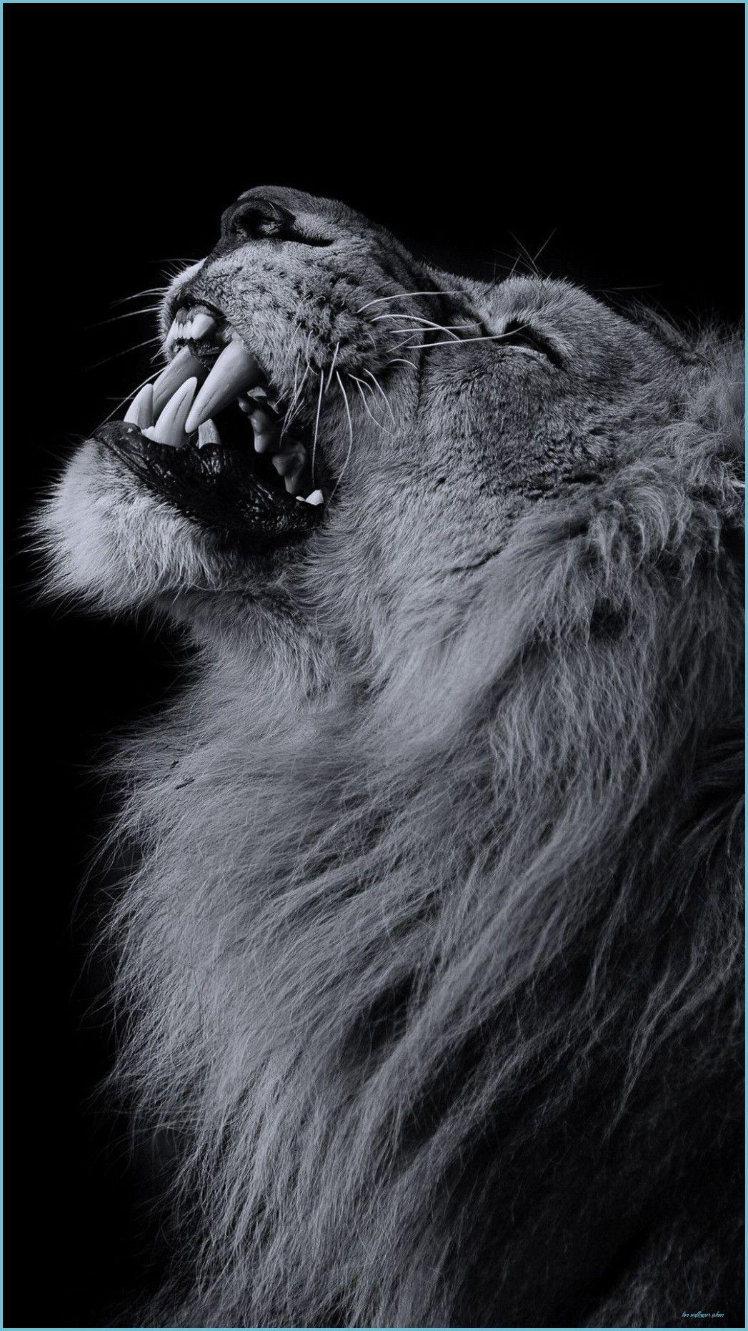 Grey Lion Wallpapers - Top Free Grey Lion Backgrounds - WallpaperAccess