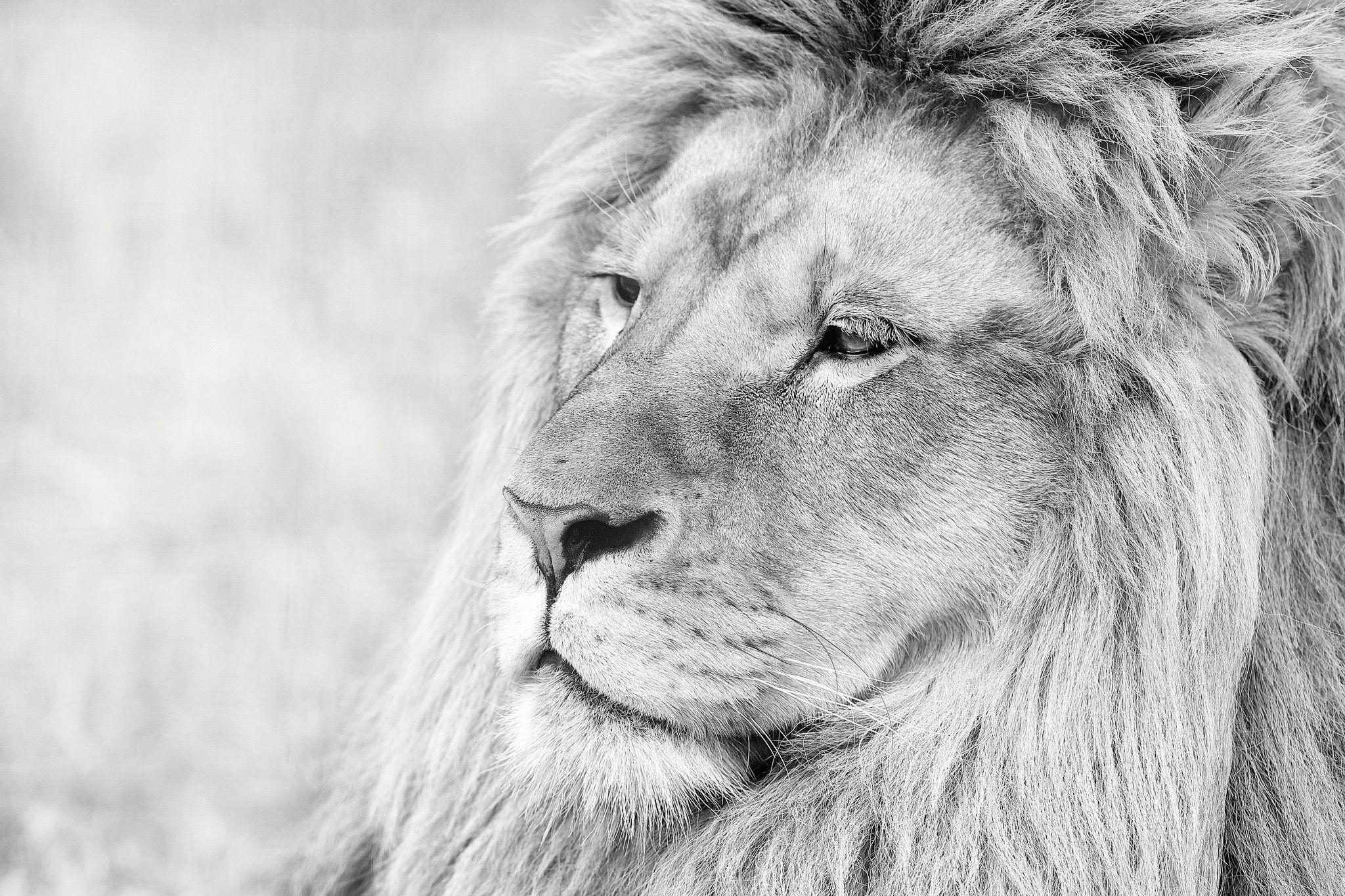 Grey Lion Wallpapers - Top Free Grey Lion Backgrounds - WallpaperAccess