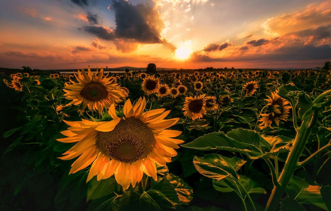 Sunflower Sunset Wallpapers - Top Free Sunflower Sunset Backgrounds ...