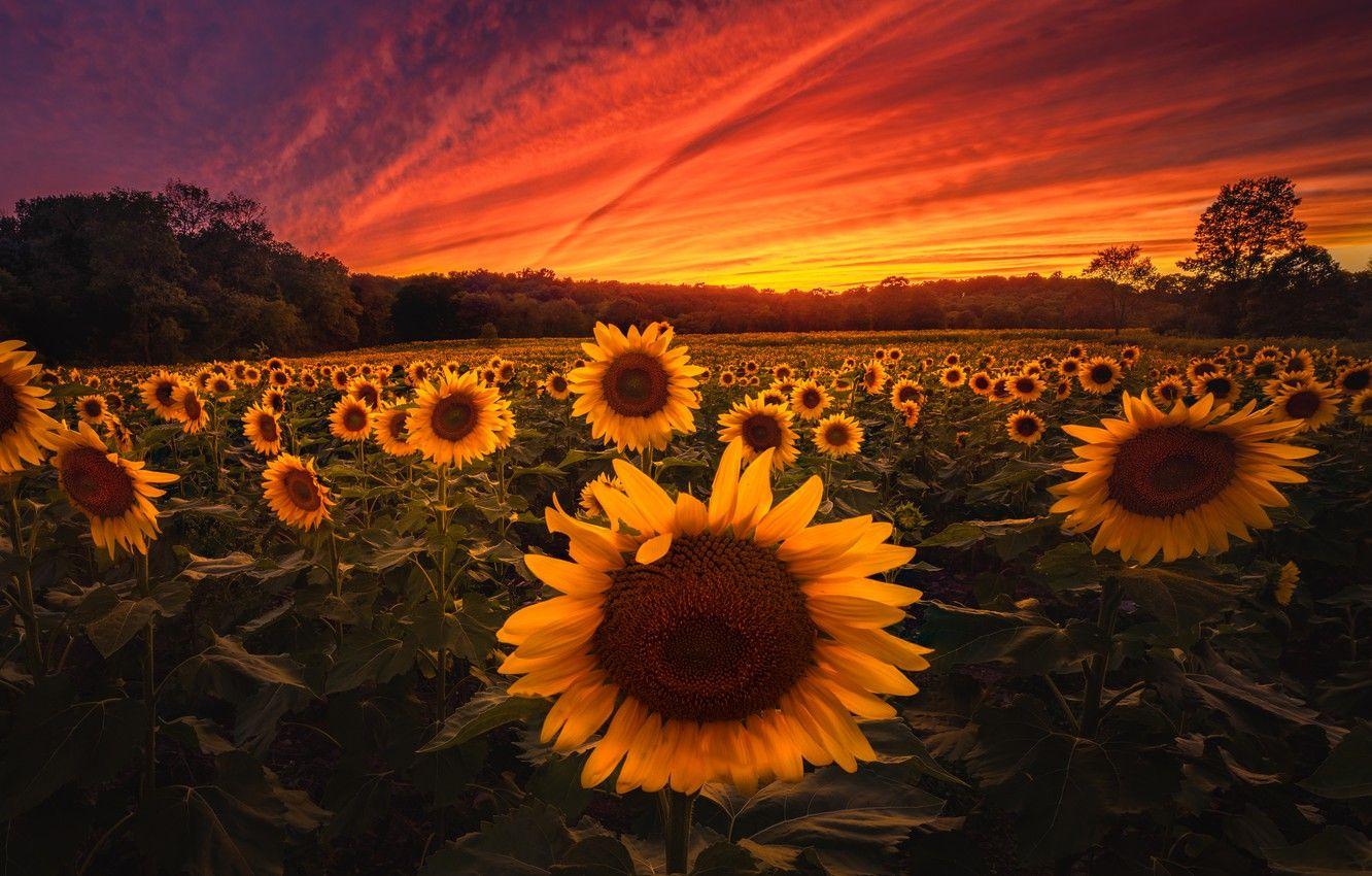 Sunflower Sunset Wallpapers - Top Free Sunflower Sunset Backgrounds ...