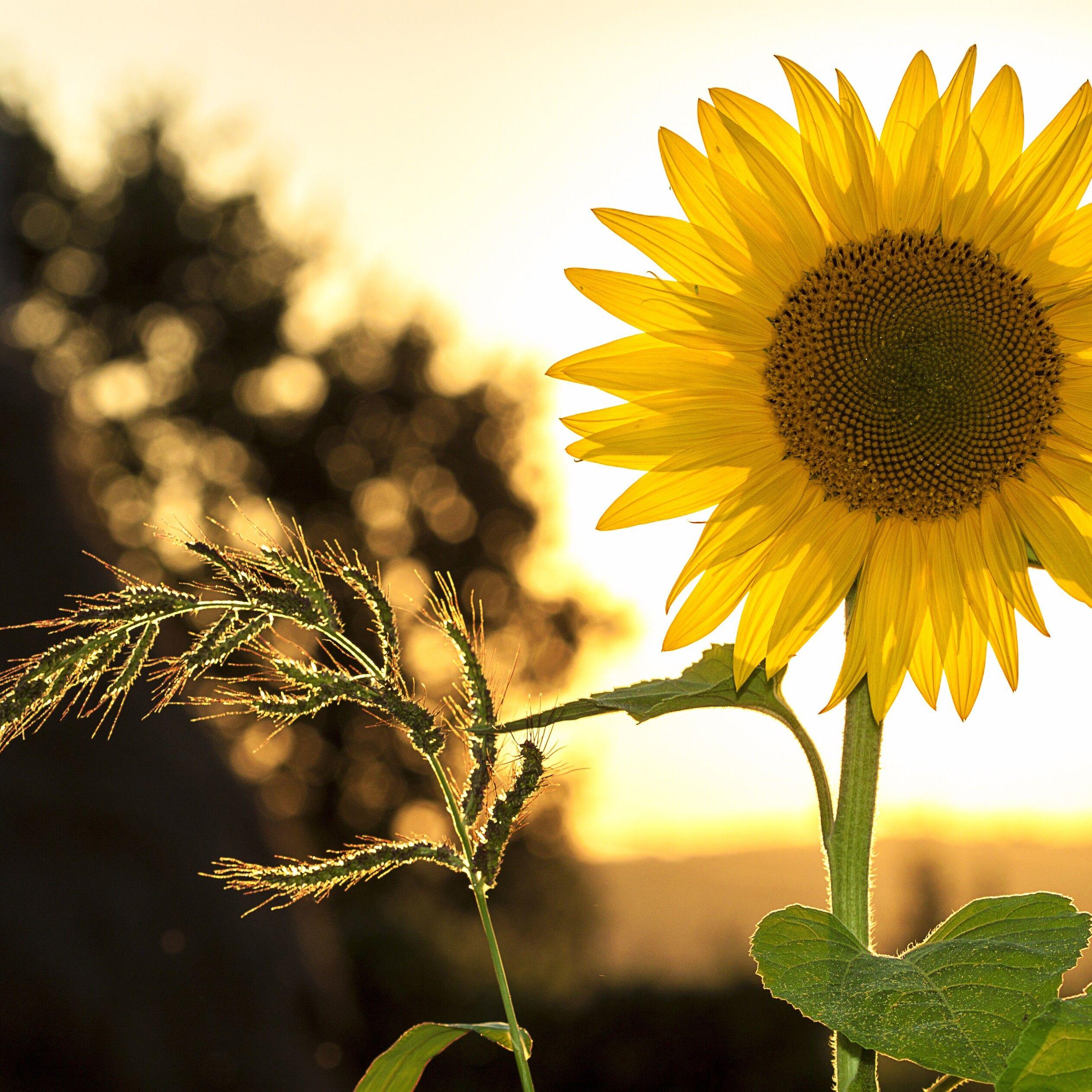 Sunflower Sunset Wallpapers - Top Free Sunflower Sunset Backgrounds ...