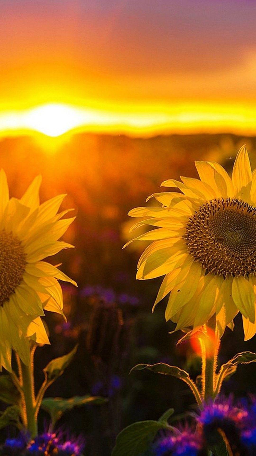 Sunflower Sunset Wallpapers - Top Free Sunflower Sunset Backgrounds - WallpaperAccess