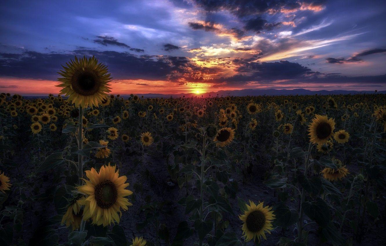 Sunflower Sunset Wallpapers - Top Free Sunflower Sunset Backgrounds ...