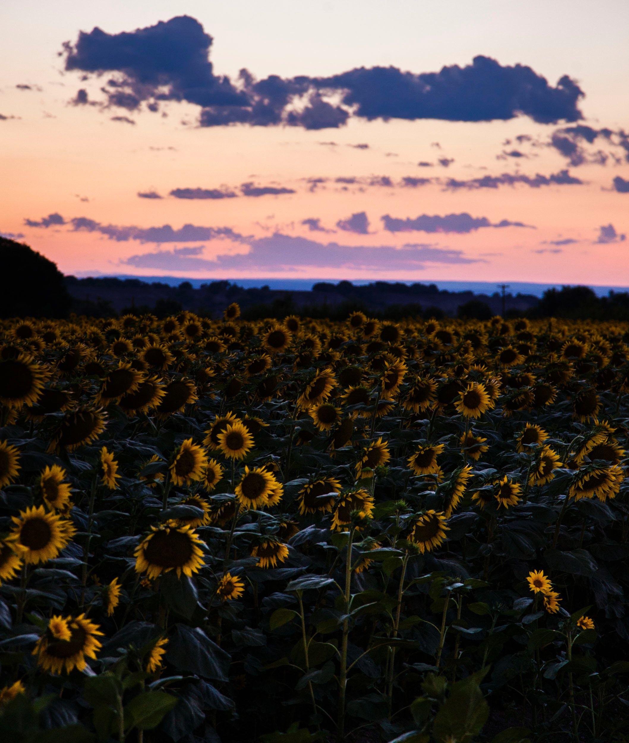 Sunflower Sunset Wallpapers - Top Free Sunflower Sunset Backgrounds ...