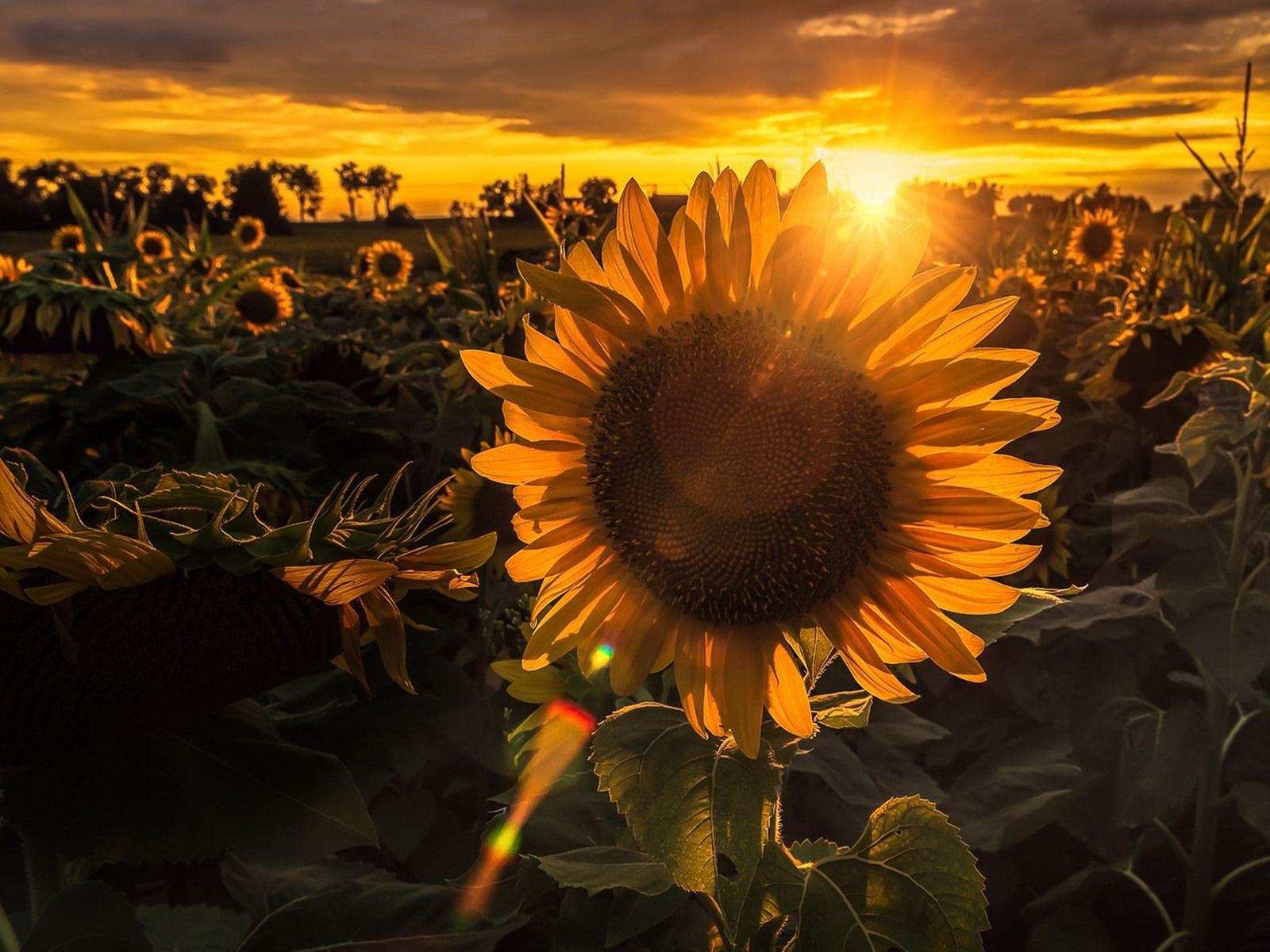 Sunflower Sunset Wallpapers - Top Free Sunflower Sunset Backgrounds ...