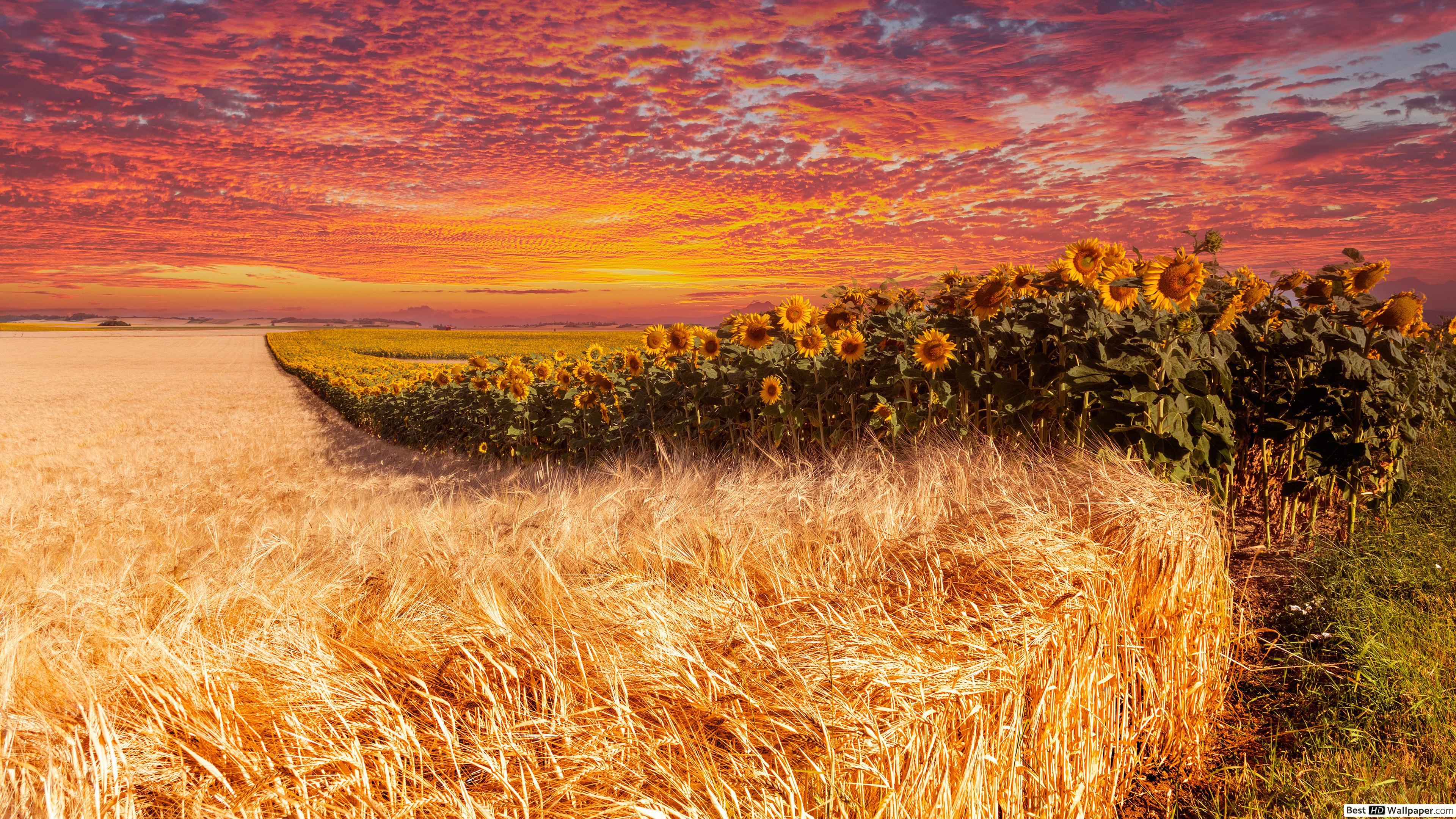 Sunflower Sunset Wallpapers - Top Free Sunflower Sunset Backgrounds ...