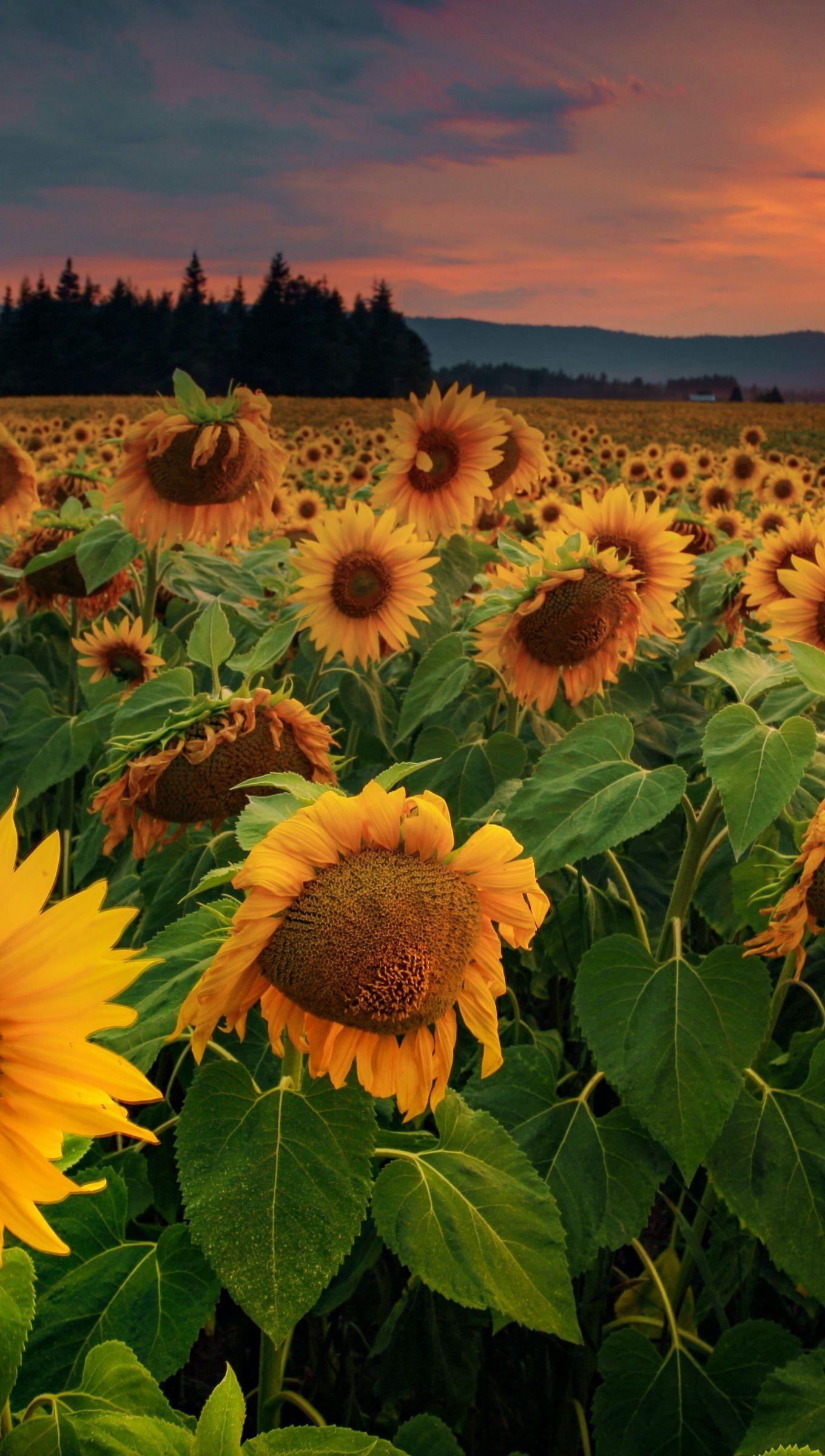 Sunflower Sunset Wallpapers - Top Free Sunflower Sunset Backgrounds ...