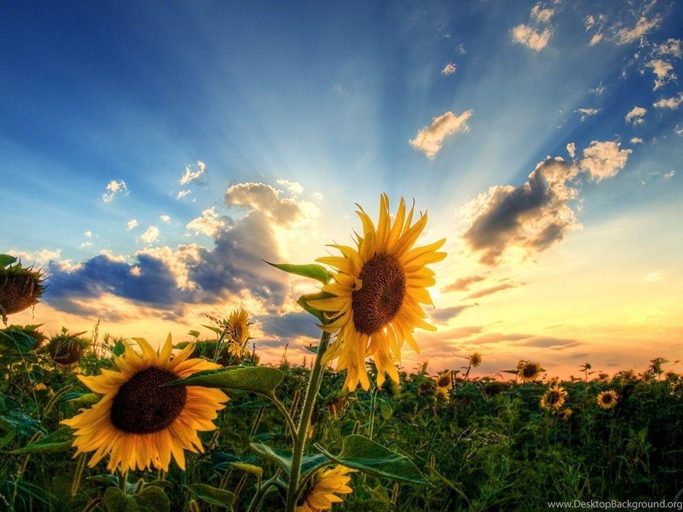 Sunflower Sunset Wallpapers - Top Free Sunflower Sunset Backgrounds ...