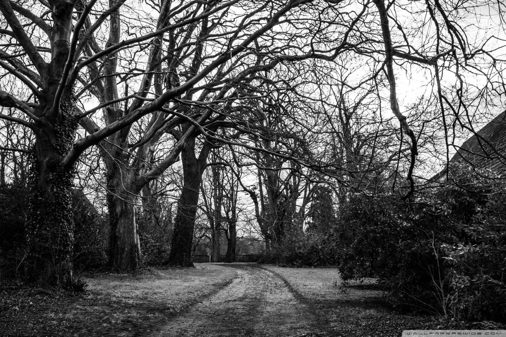 Spooky Tree Wallpapers - Top Free Spooky Tree Backgrounds - WallpaperAccess