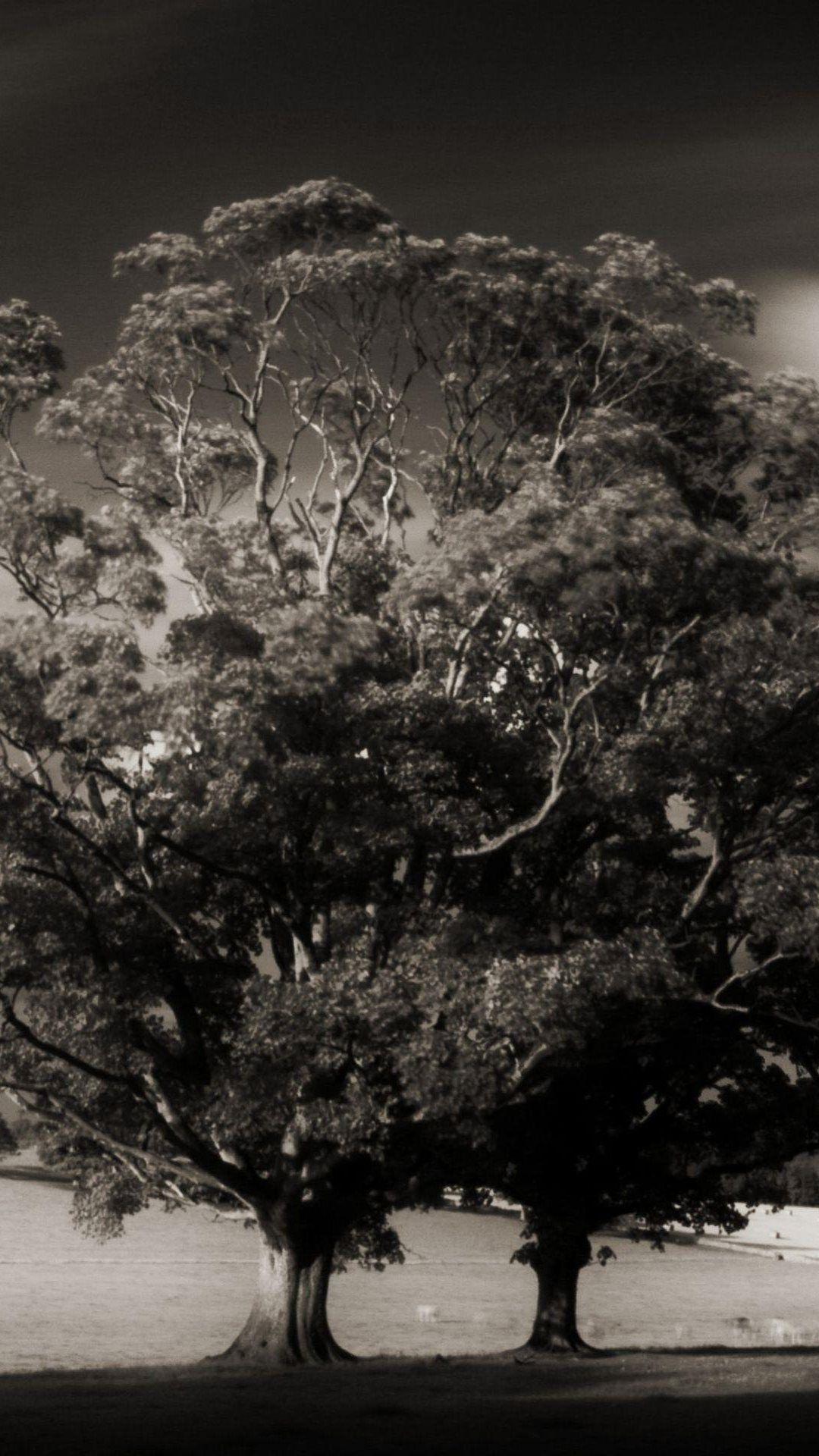 Spooky Tree Wallpapers - Top Free Spooky Tree Backgrounds - WallpaperAccess