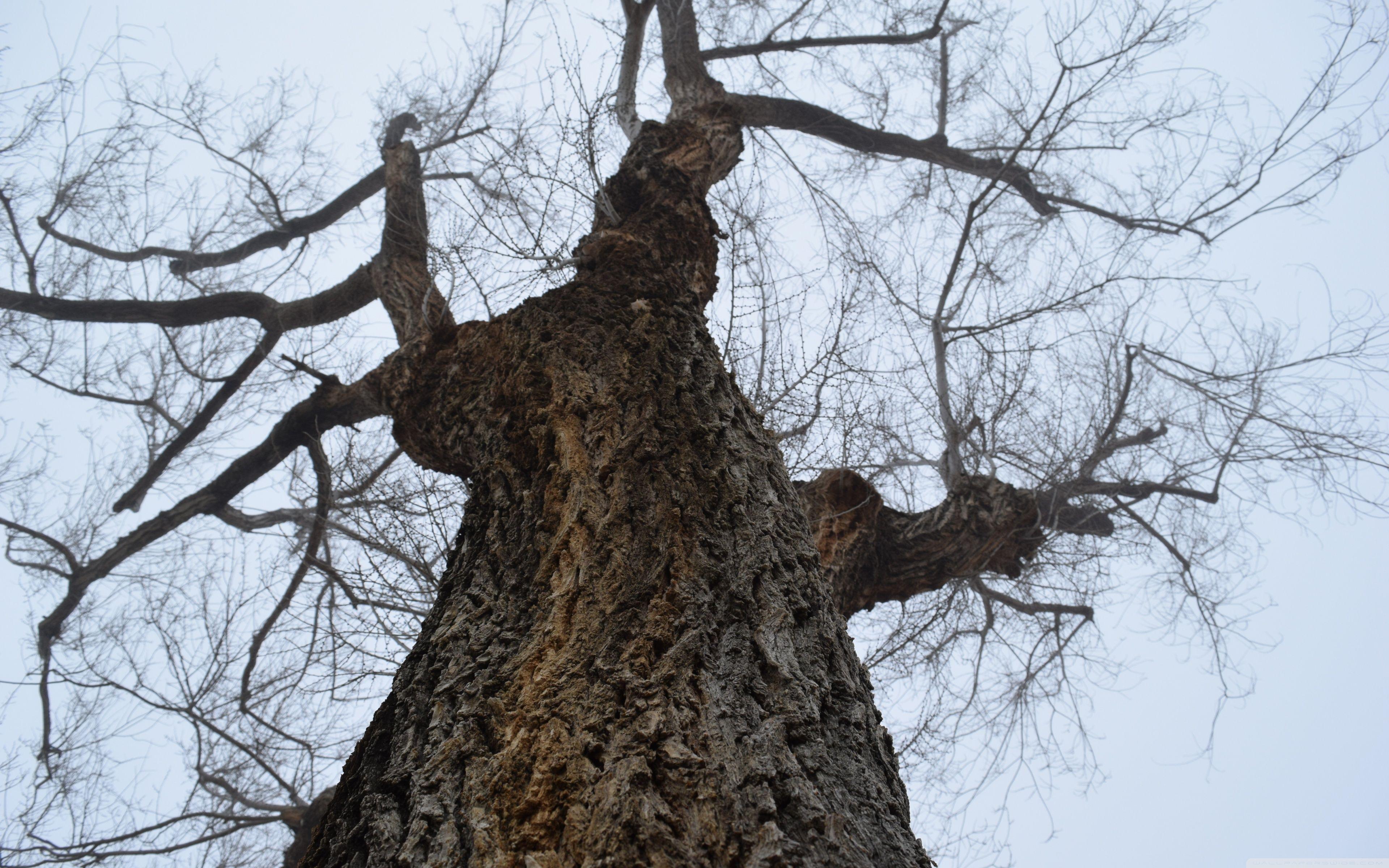 Spooky Tree Wallpapers - Top Free Spooky Tree Backgrounds - WallpaperAccess