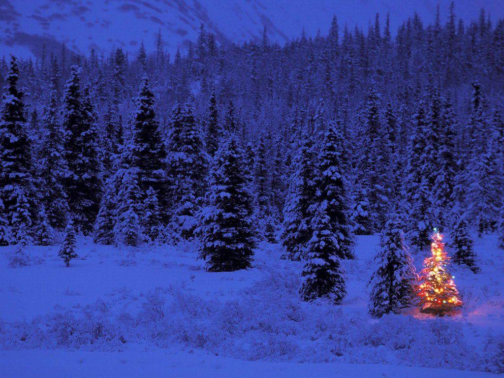 Forest Christmas Wallpapers - Top Free Forest Christmas Backgrounds ...