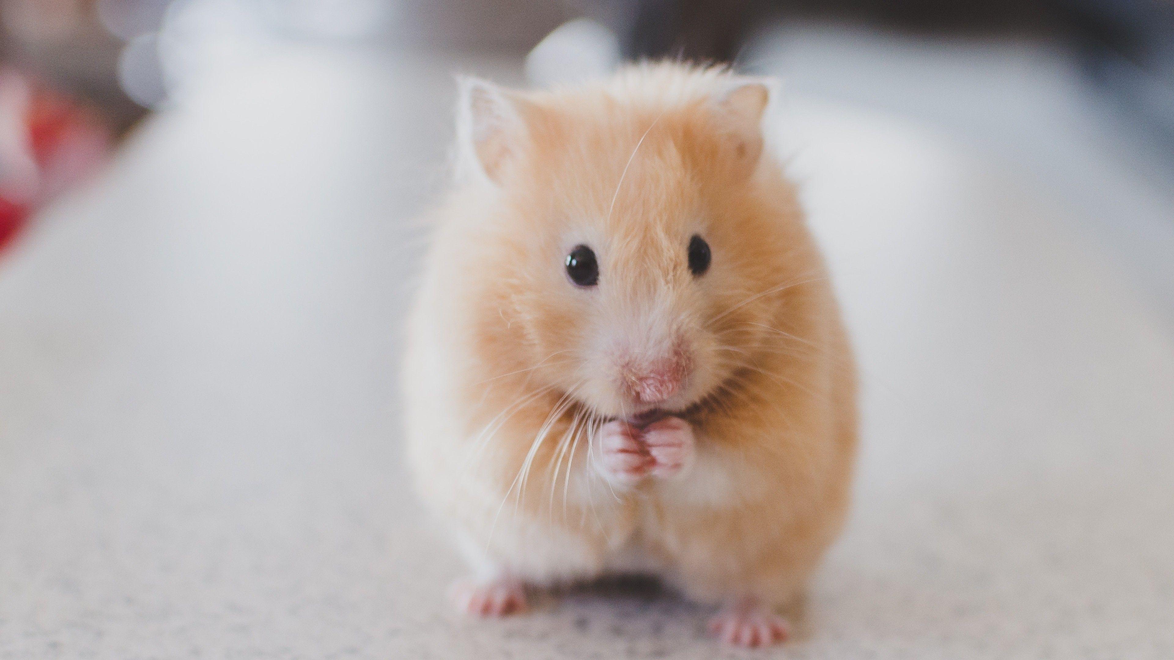 Rat Wallpapers - Top Free Rat Backgrounds - WallpaperAccess