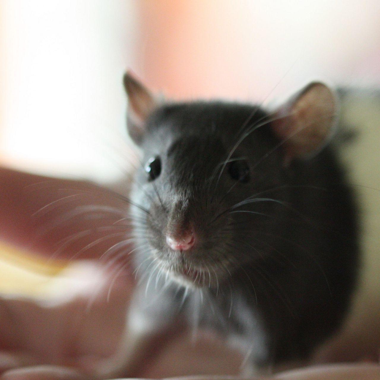 Rat Wallpapers - Top Free Rat Backgrounds - WallpaperAccess