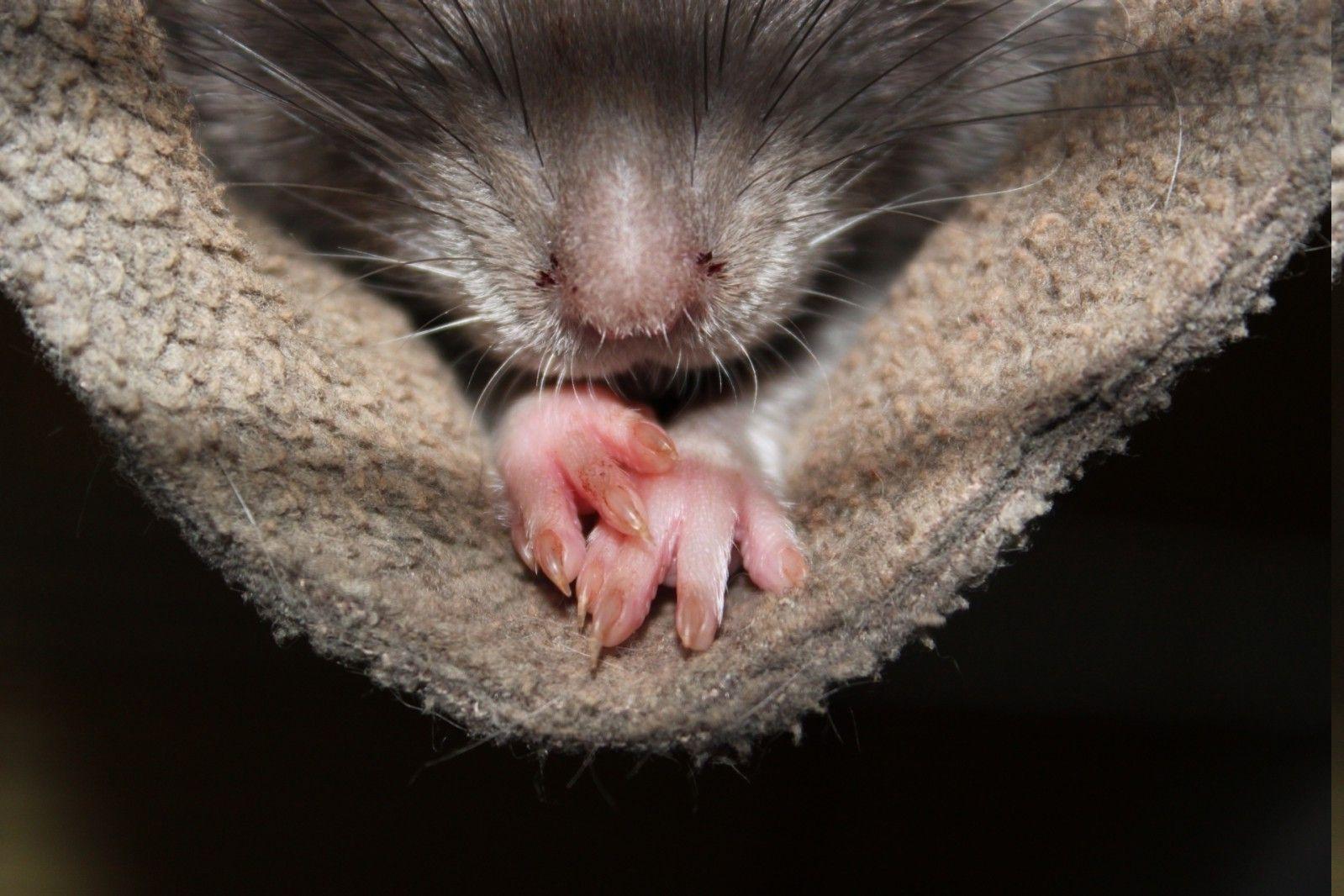 Rat Wallpapers - Top Free Rat Backgrounds - WallpaperAccess