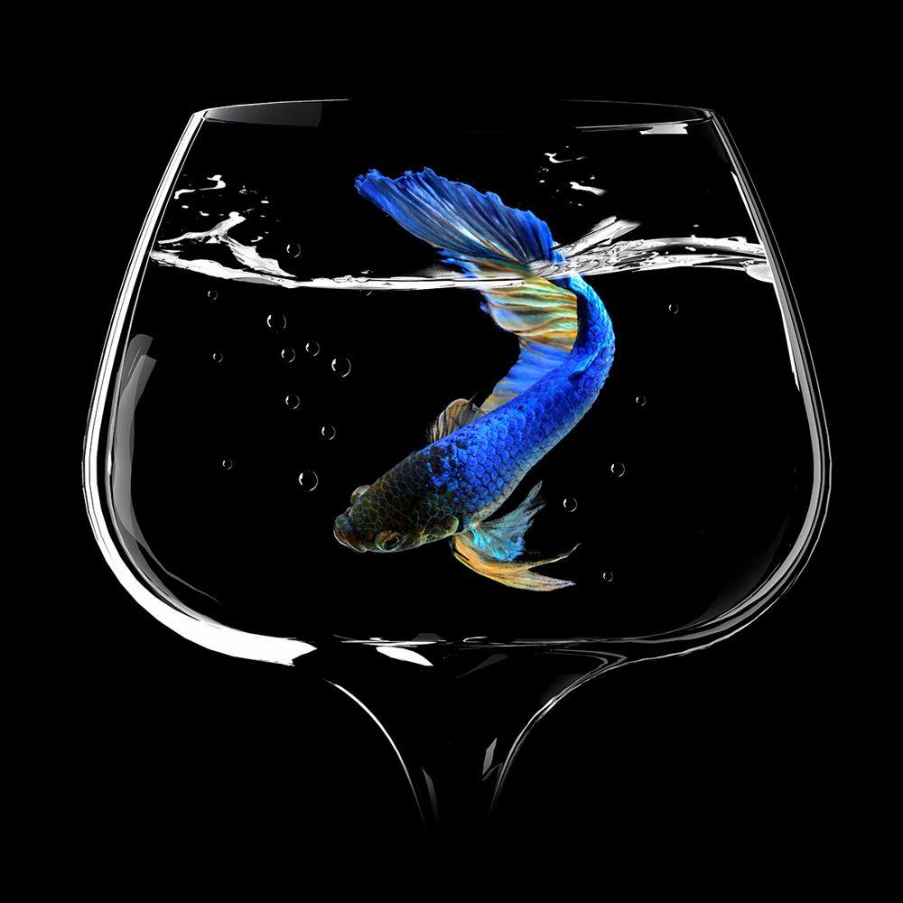 Blue Betta Fish Wallpapers - Top Free Blue Betta Fish Backgrounds ...