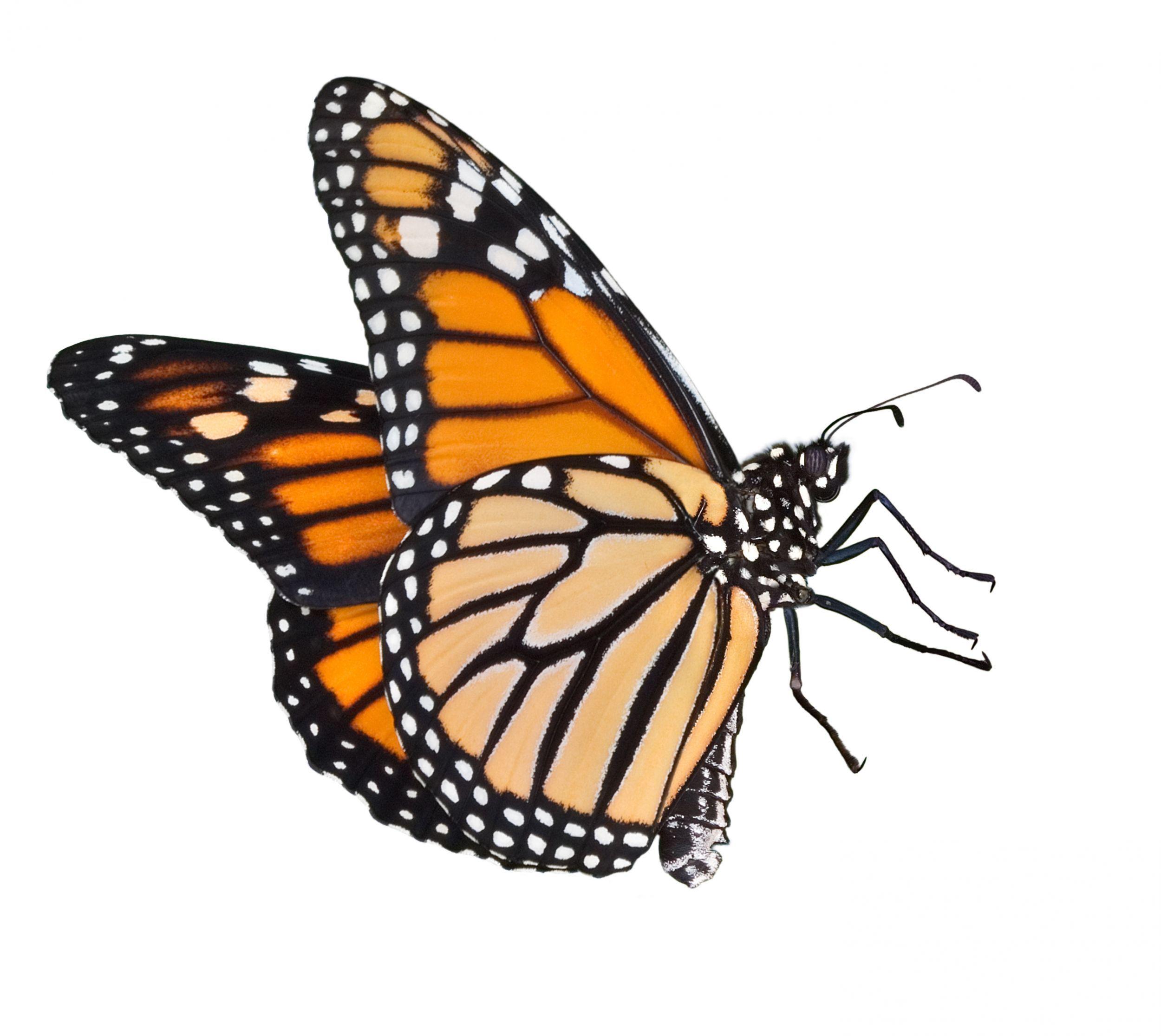 Transparent Butterfly Wallpapers - Top Free Transparent Butterfly ...