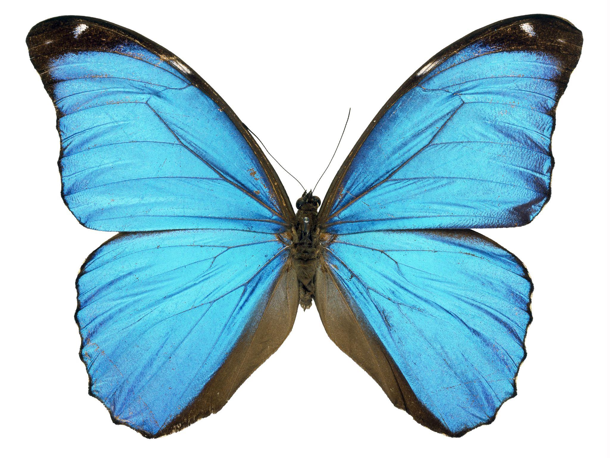 Transparent Butterfly Wallpapers - Top Free Transparent Butterfly ...