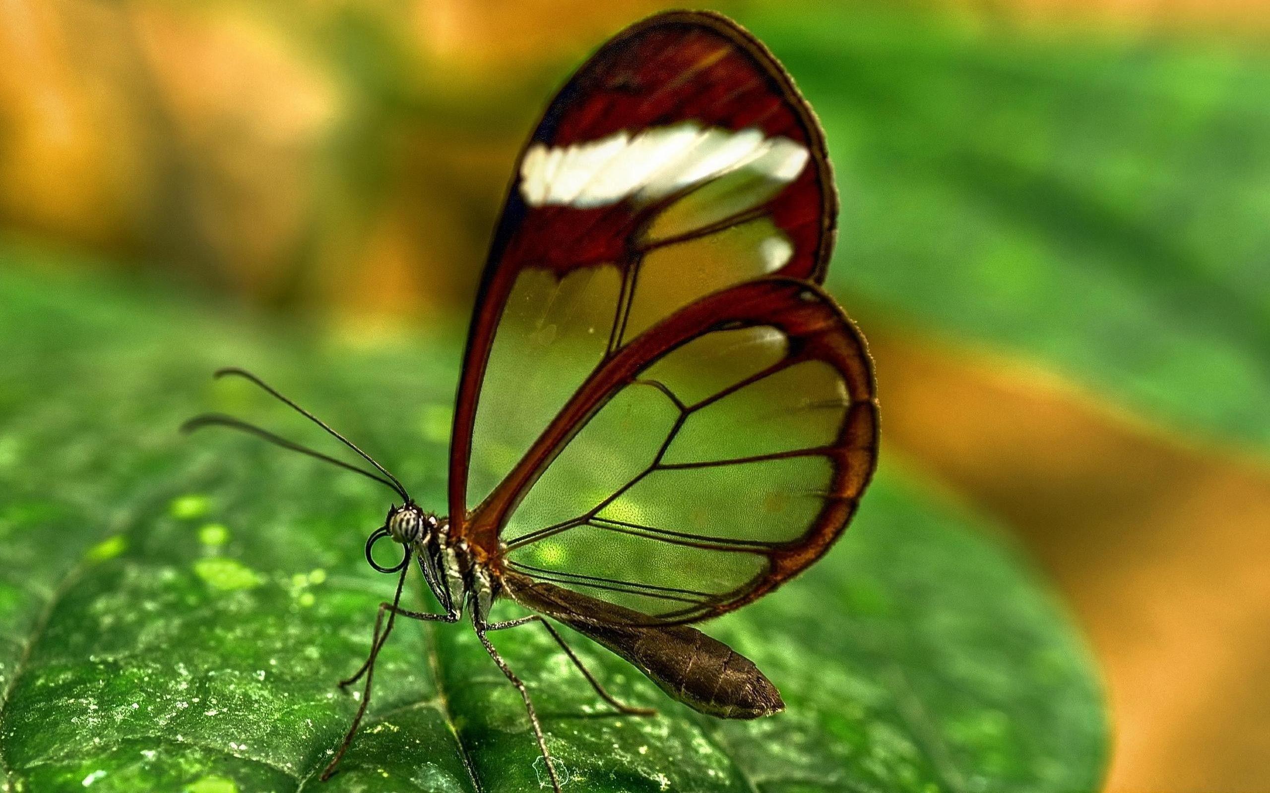 Transparent Butterfly Wallpapers - Top Free Transparent Butterfly ...