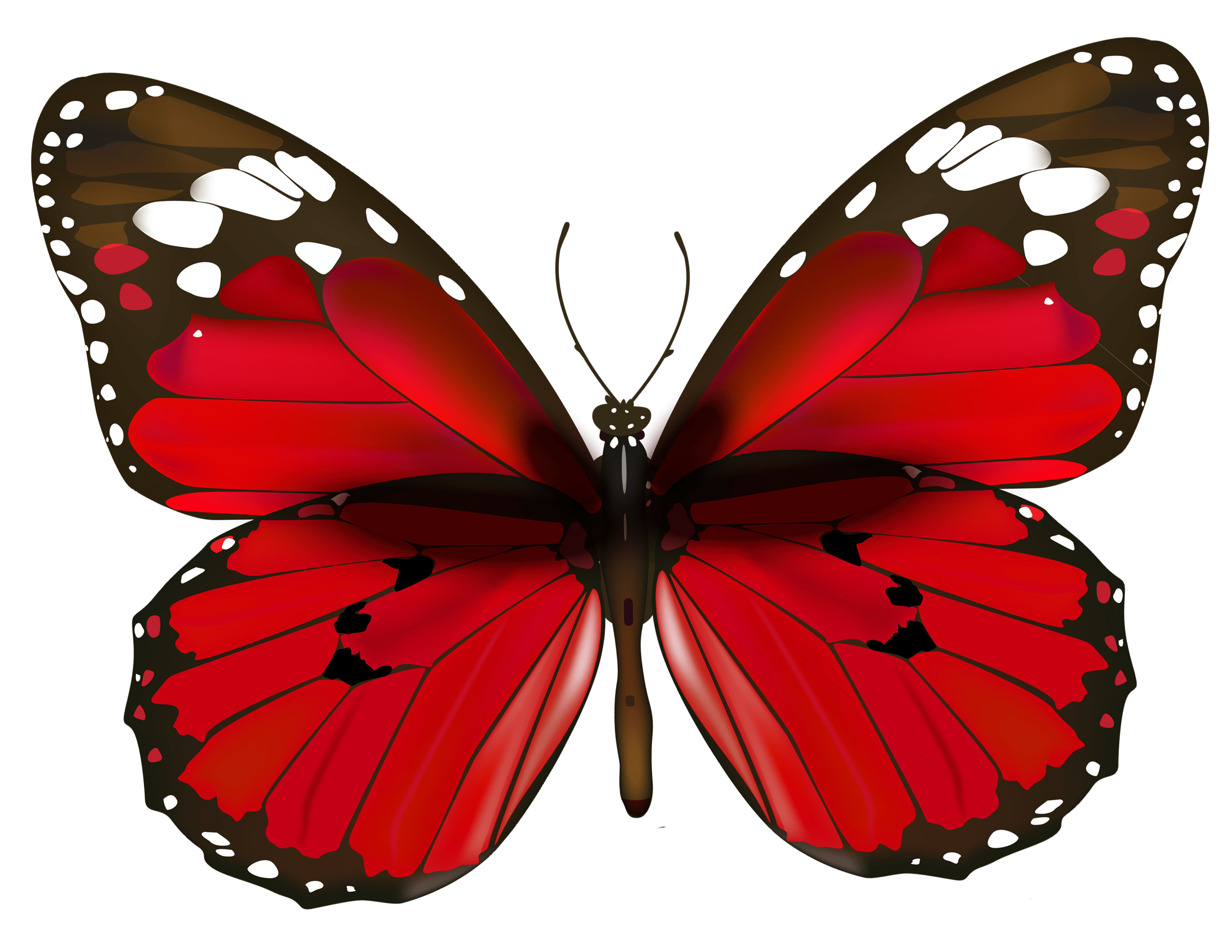 Transparent Butterfly Wallpapers - Top Free Transparent Butterfly ...