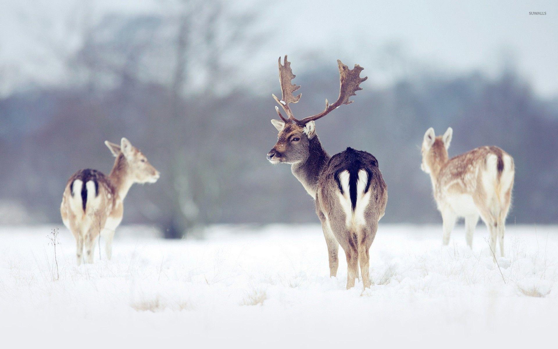Winter Deer Wallpapers - Top Free Winter Deer Backgrounds - WallpaperAccess