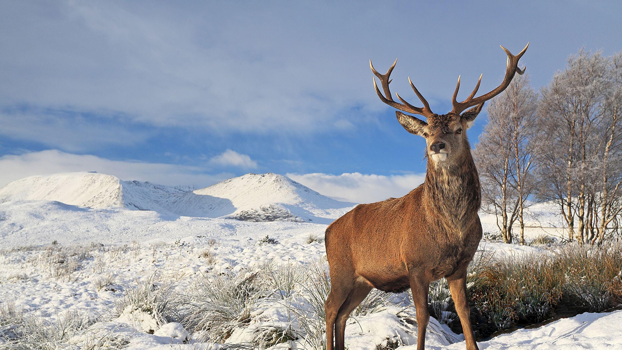 Winter Deer Wallpapers - Top Free Winter Deer Backgrounds - WallpaperAccess