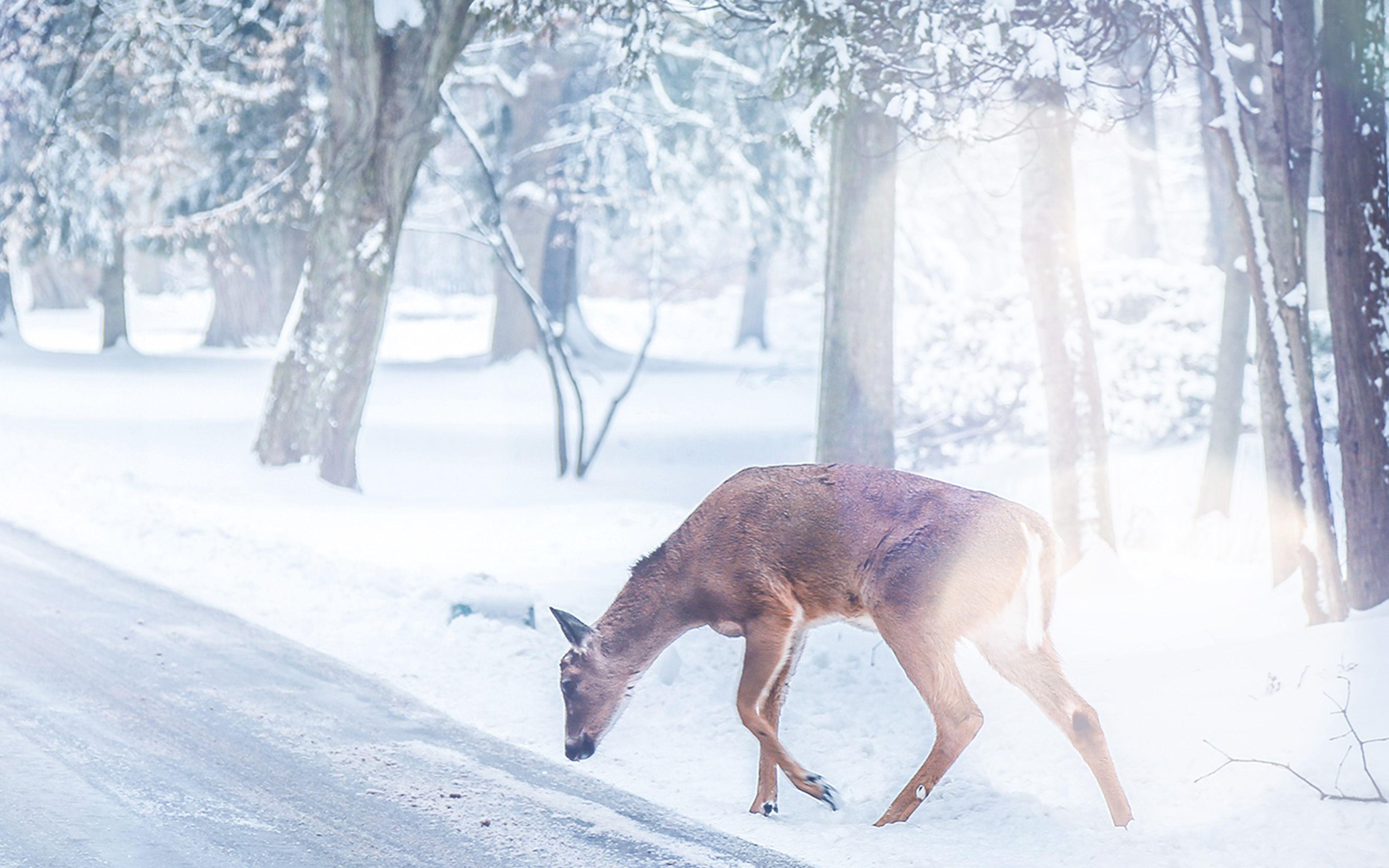 Winter Deer Wallpapers - Top Free Winter Deer Backgrounds - WallpaperAccess