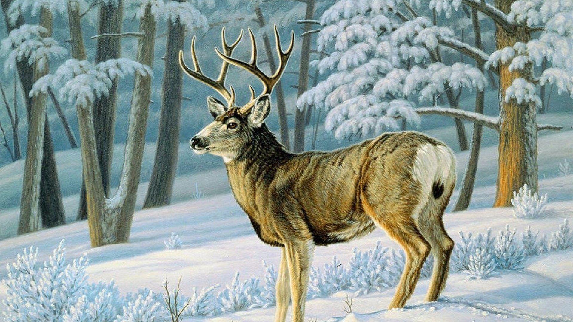 Winter Deer Wallpapers - Top Free Winter Deer Backgrounds - WallpaperAccess