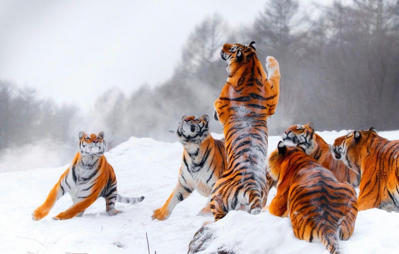 Winter Tiger Wallpapers - Top Free Winter Tiger Backgrounds ...