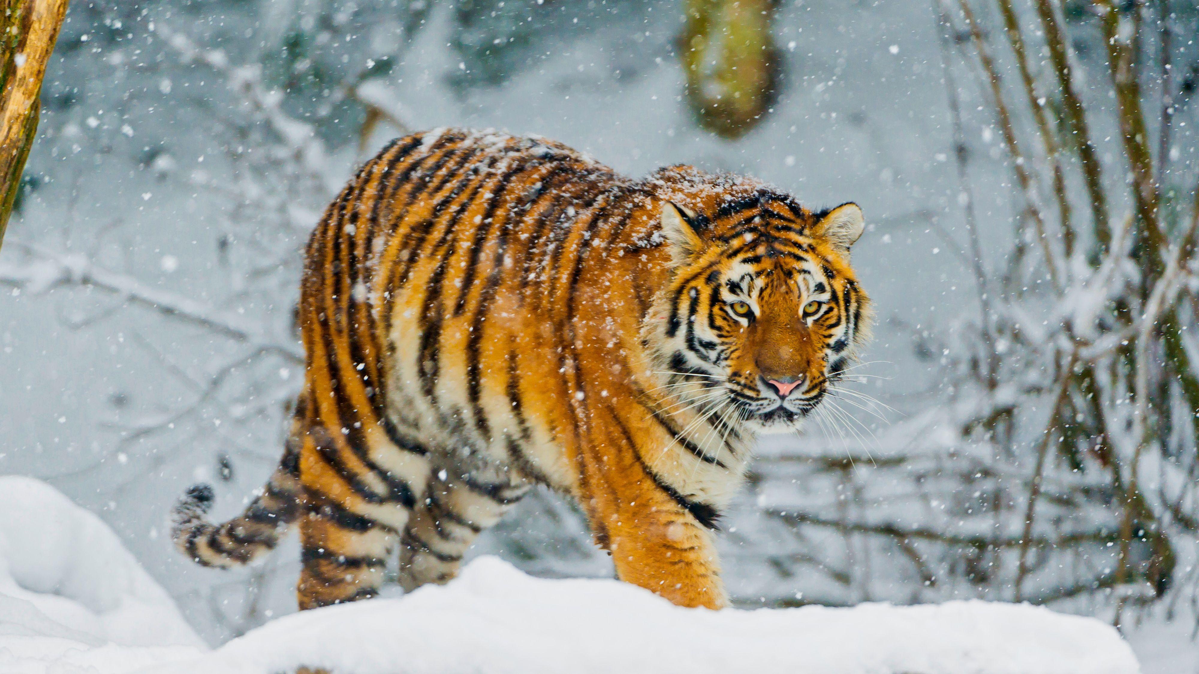 Winter Tiger Wallpapers - Top Free Winter Tiger Backgrounds ...