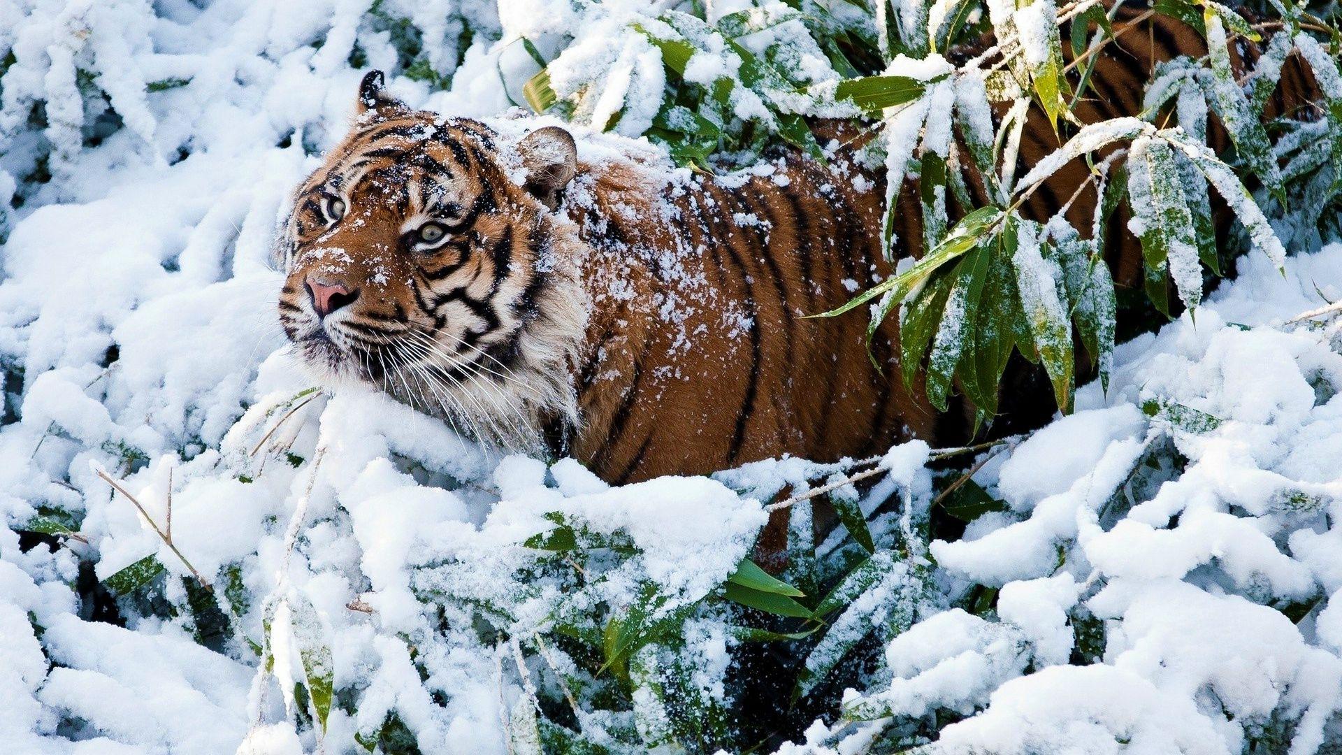 Winter Tiger Wallpapers - Top Free Winter Tiger Backgrounds ...