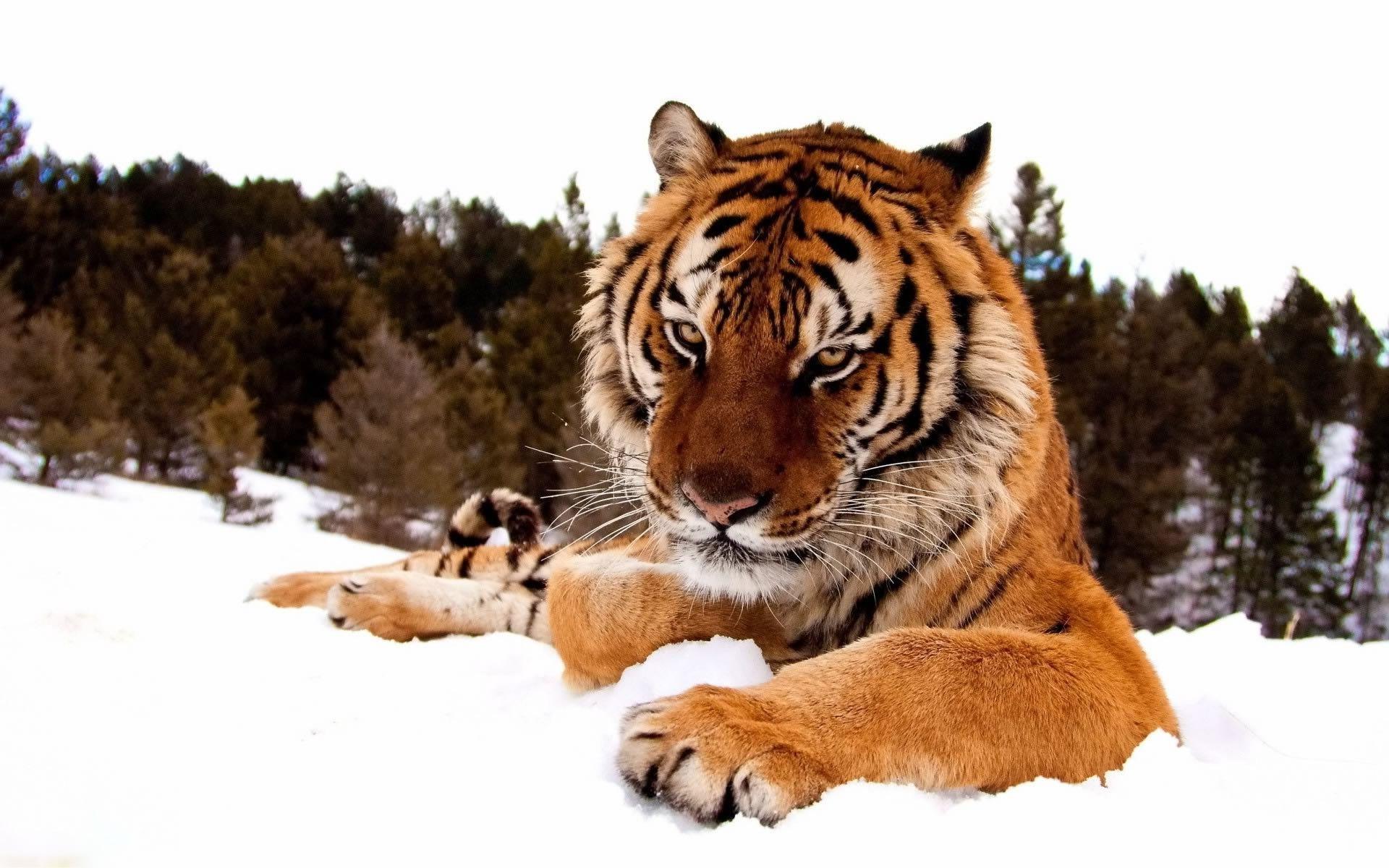 Winter Tiger Wallpapers - Top Free Winter Tiger Backgrounds ...