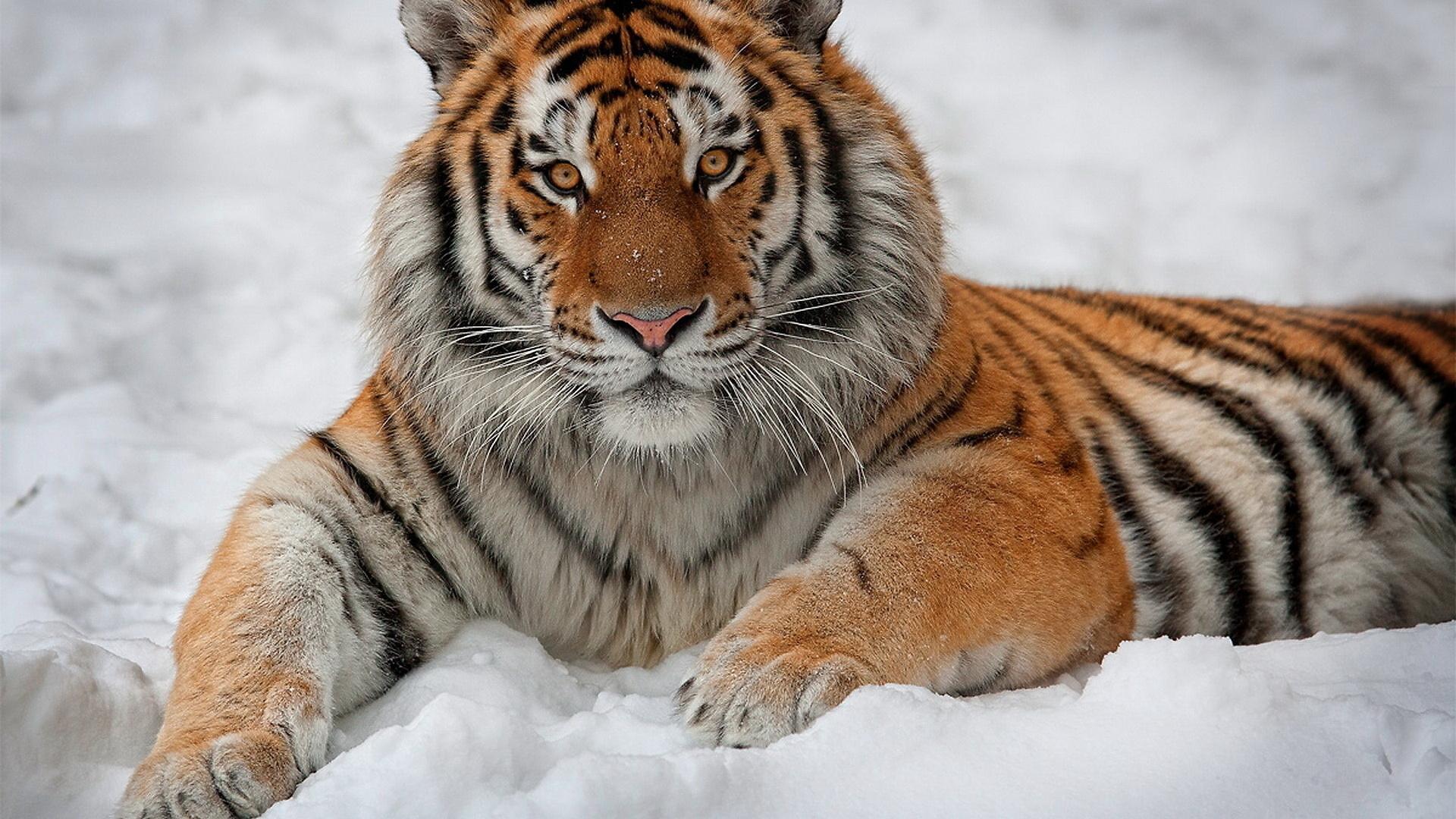 Winter Tiger Wallpapers - Top Free Winter Tiger Backgrounds ...