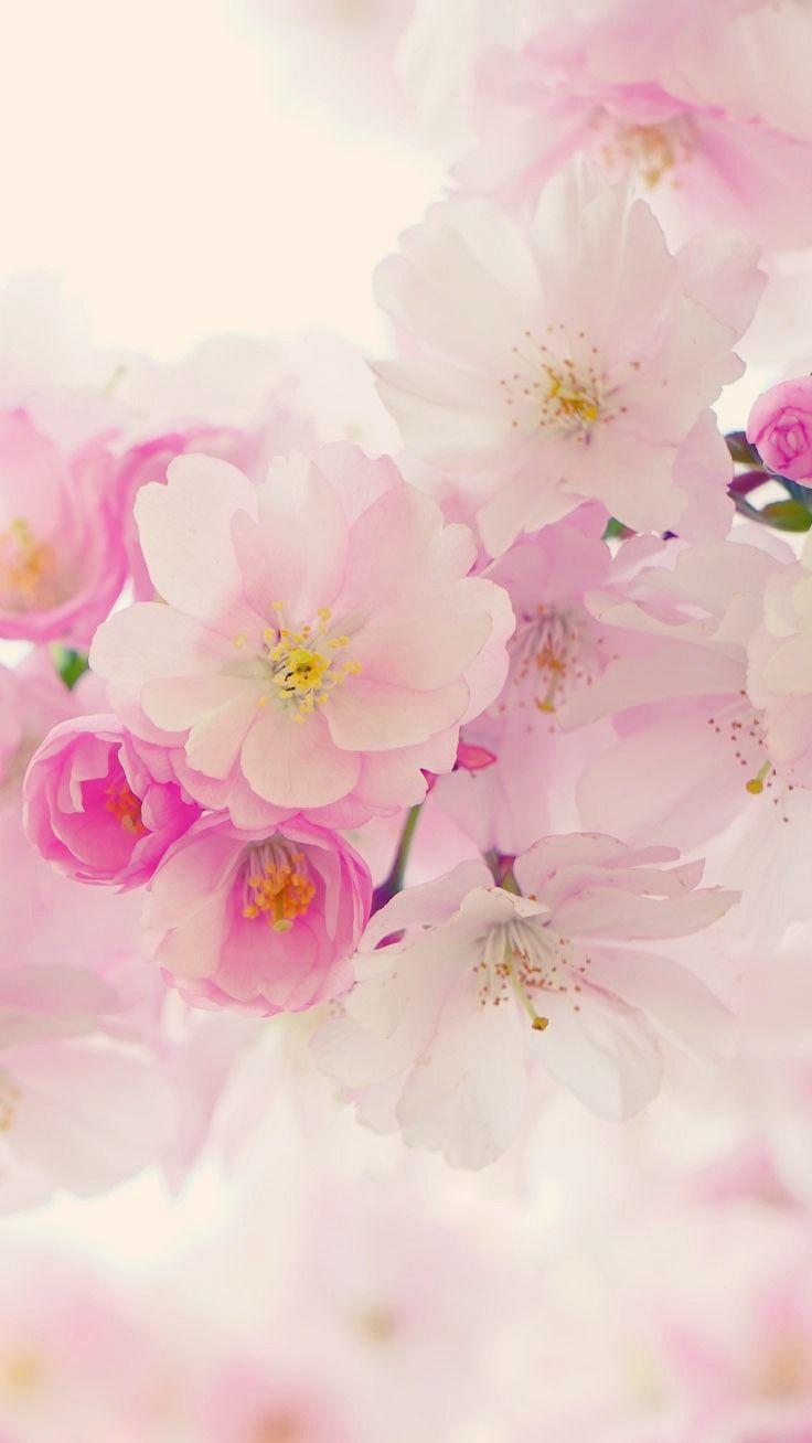 Blue Spring Flowers iPhone Wallpapers - Top Free Blue Spring Flowers ...