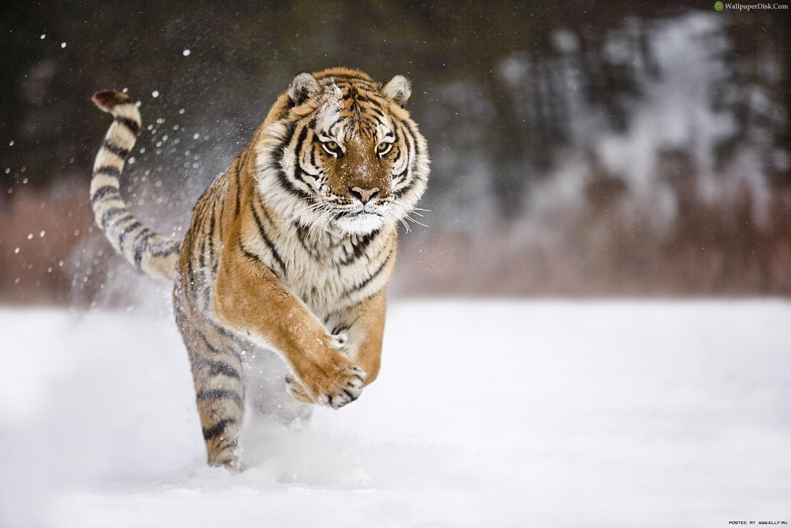 Winter Tiger Wallpapers - Top Free Winter Tiger Backgrounds ...